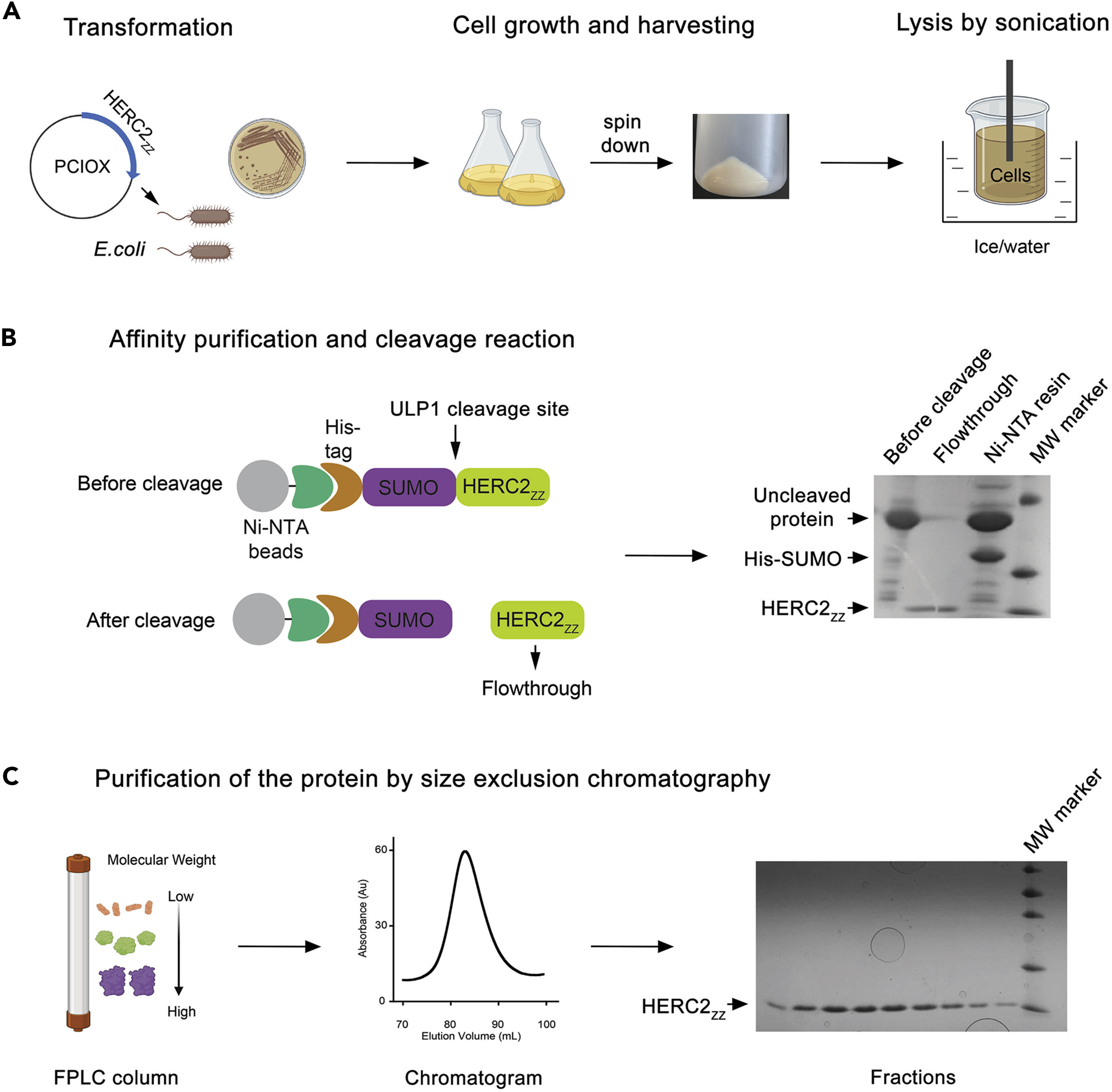 Cell Press: STAR Protocols