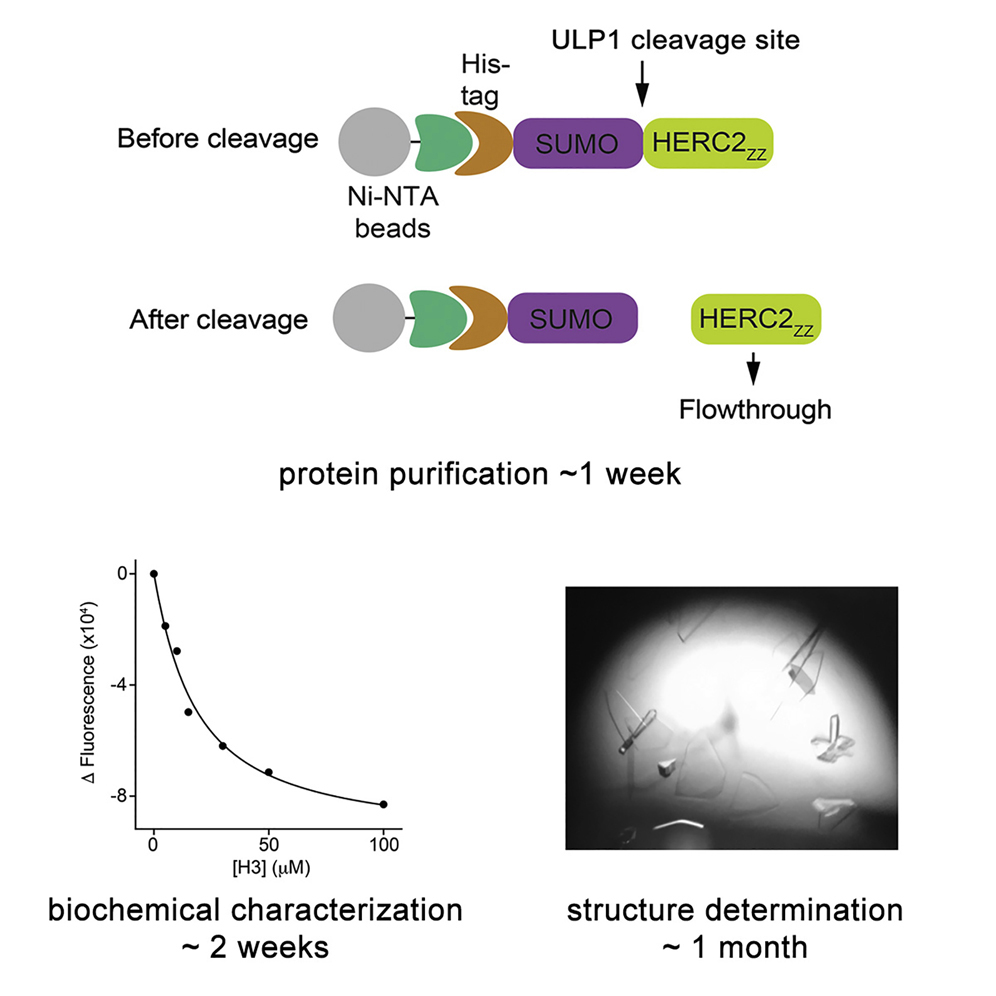 Cell Press: STAR Protocols