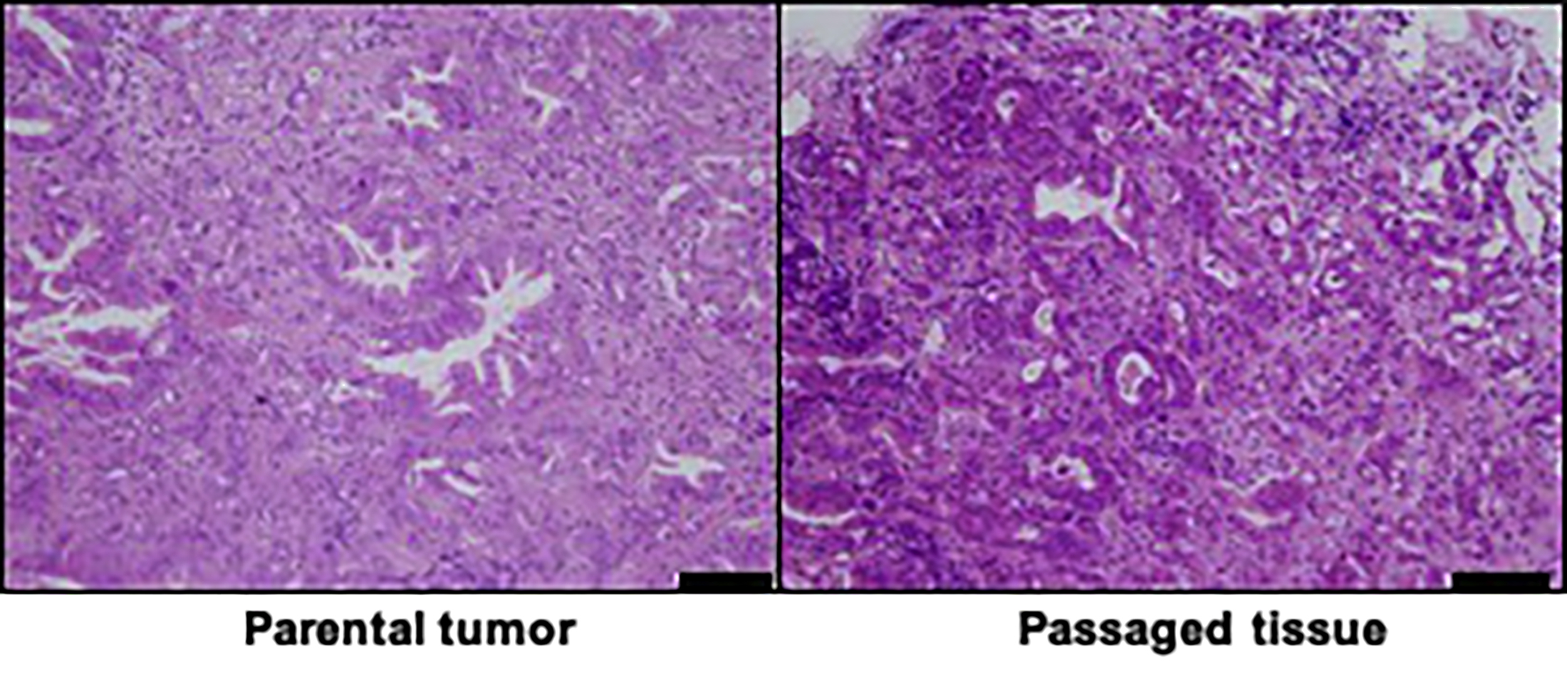 Cell Press: STAR Protocols