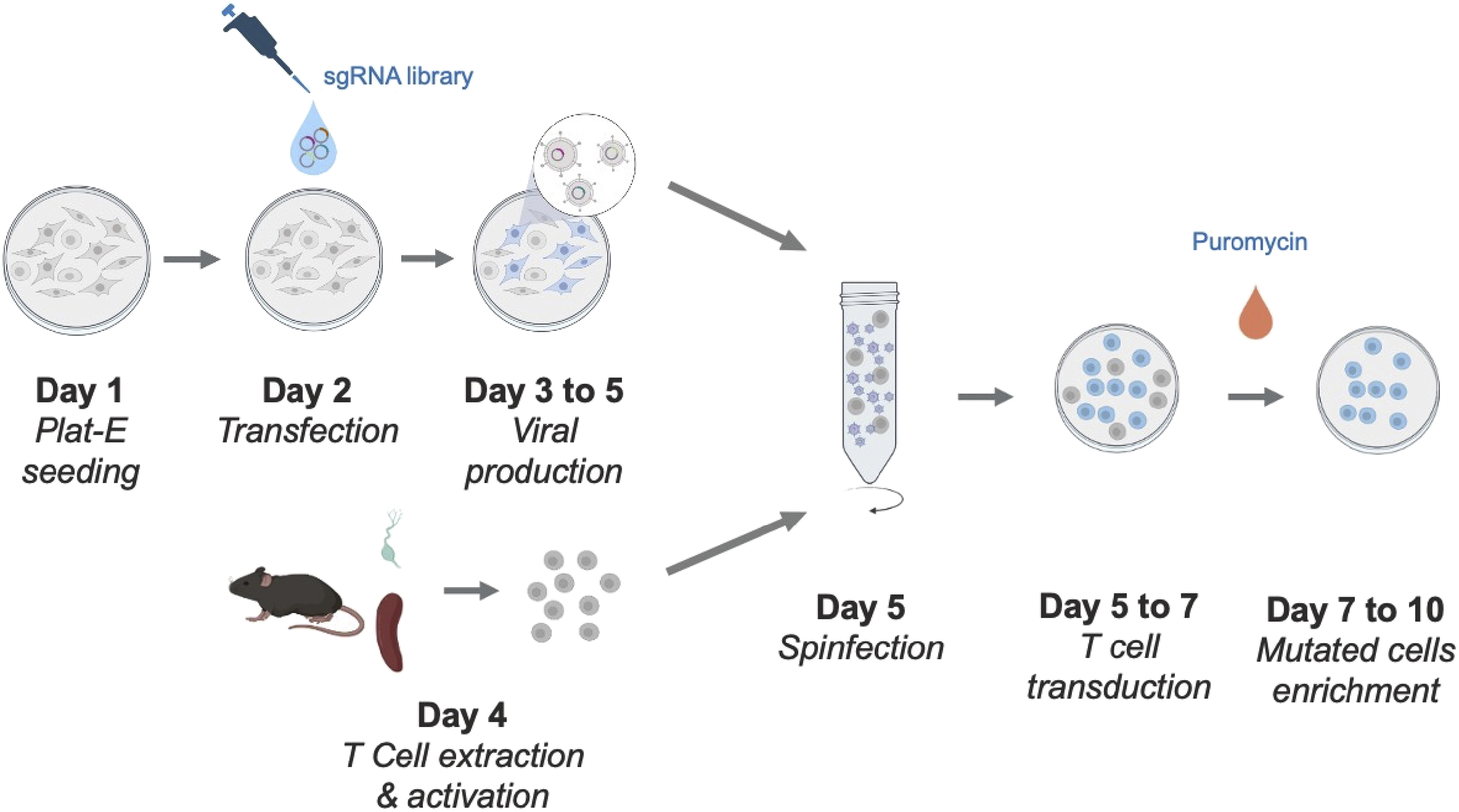 Cell Press: STAR Protocols