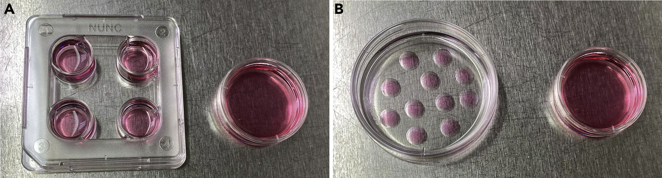 Cell Press: STAR Protocols