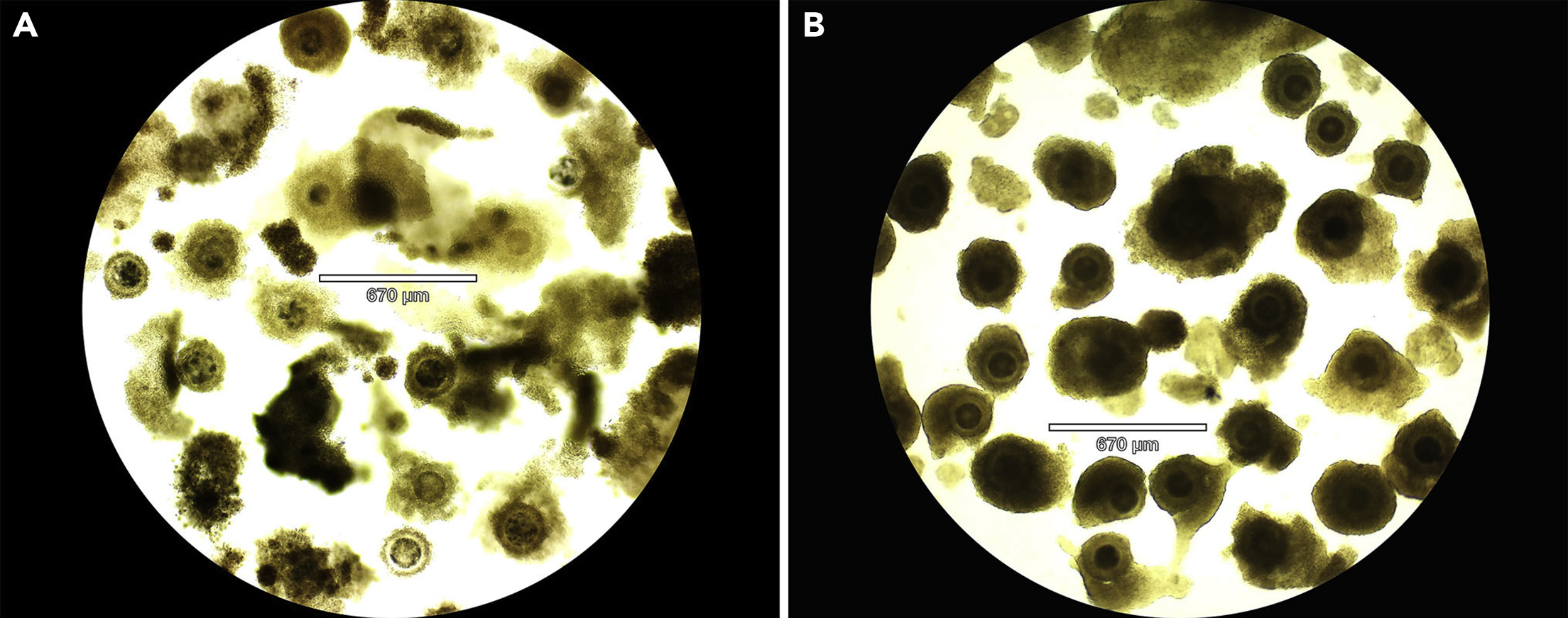 Cell Press: STAR Protocols