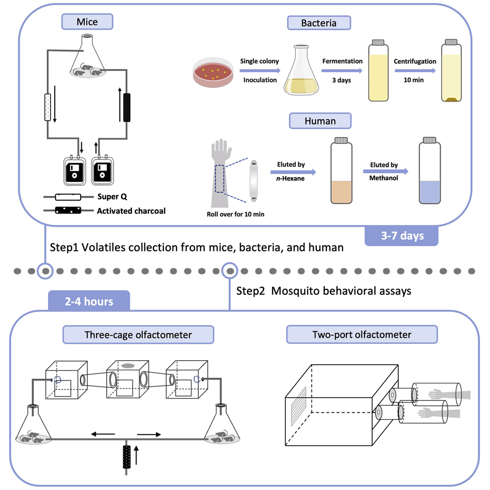 Cell Press: STAR Protocols