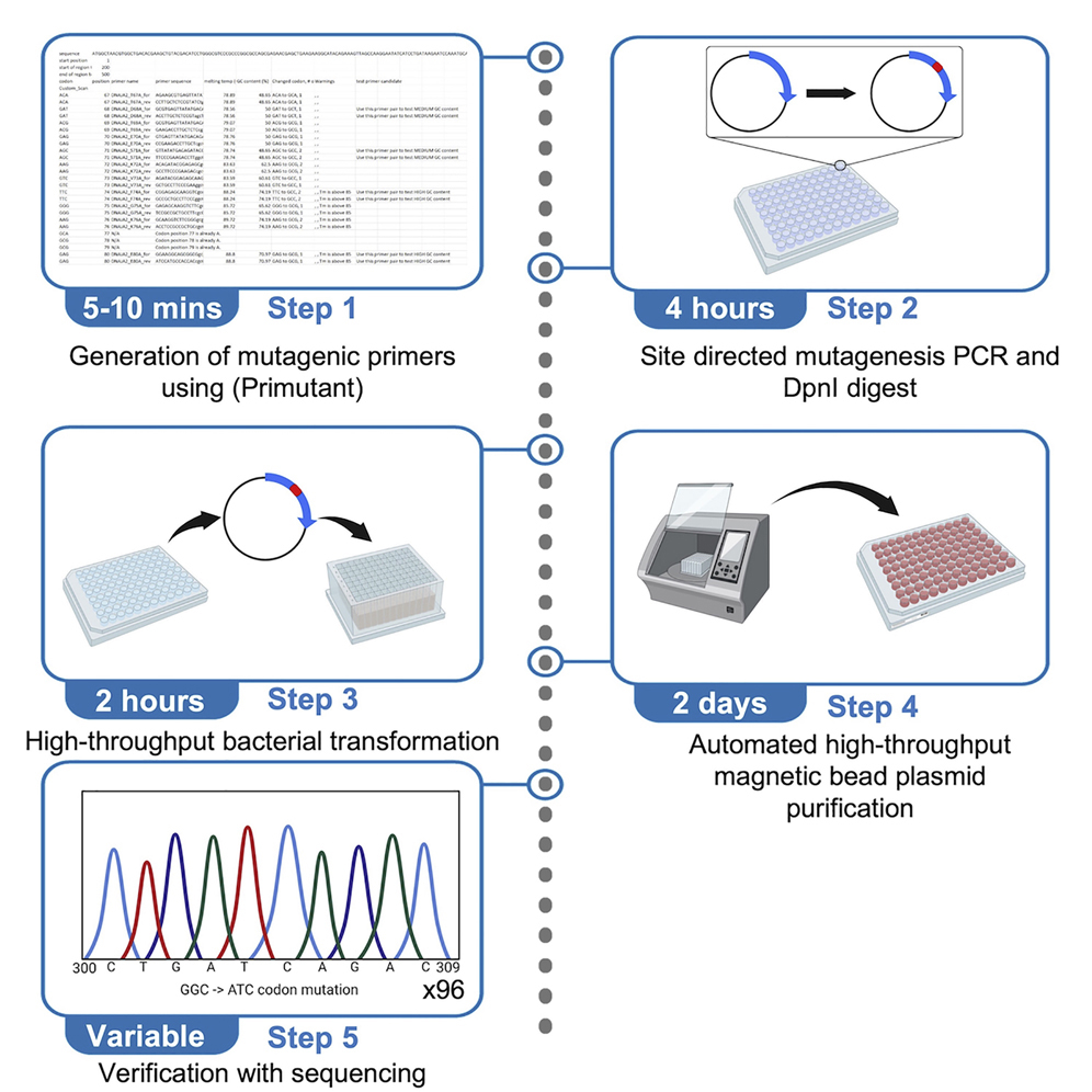 Cell Press: STAR Protocols