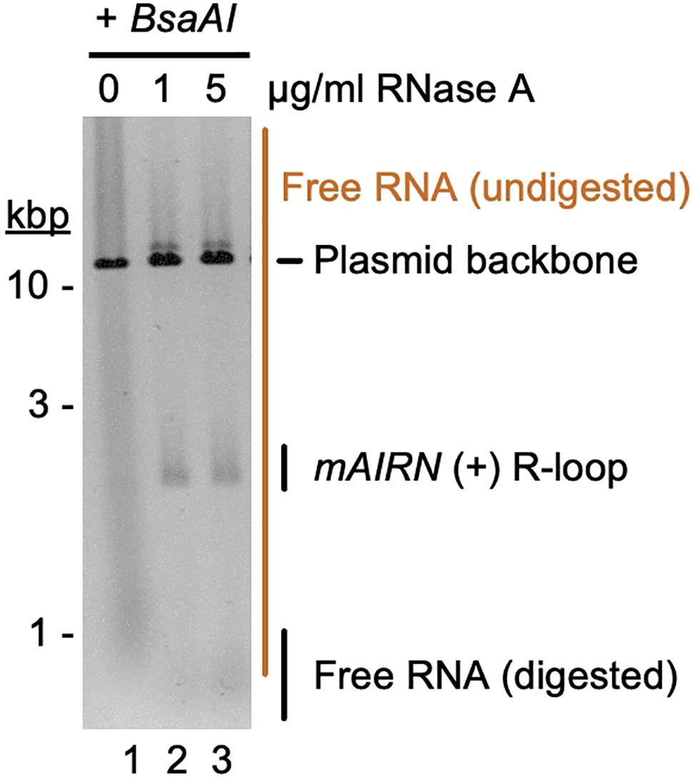 Cell Press: STAR Protocols