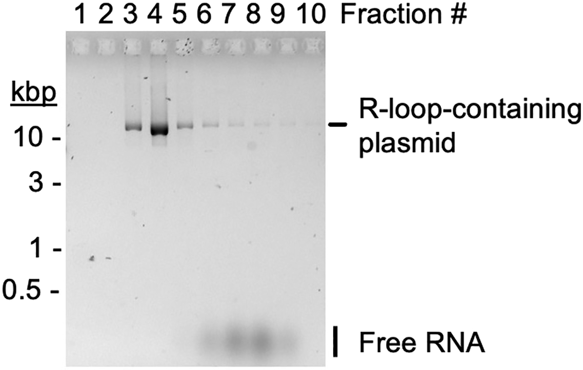 Cell Press: STAR Protocols