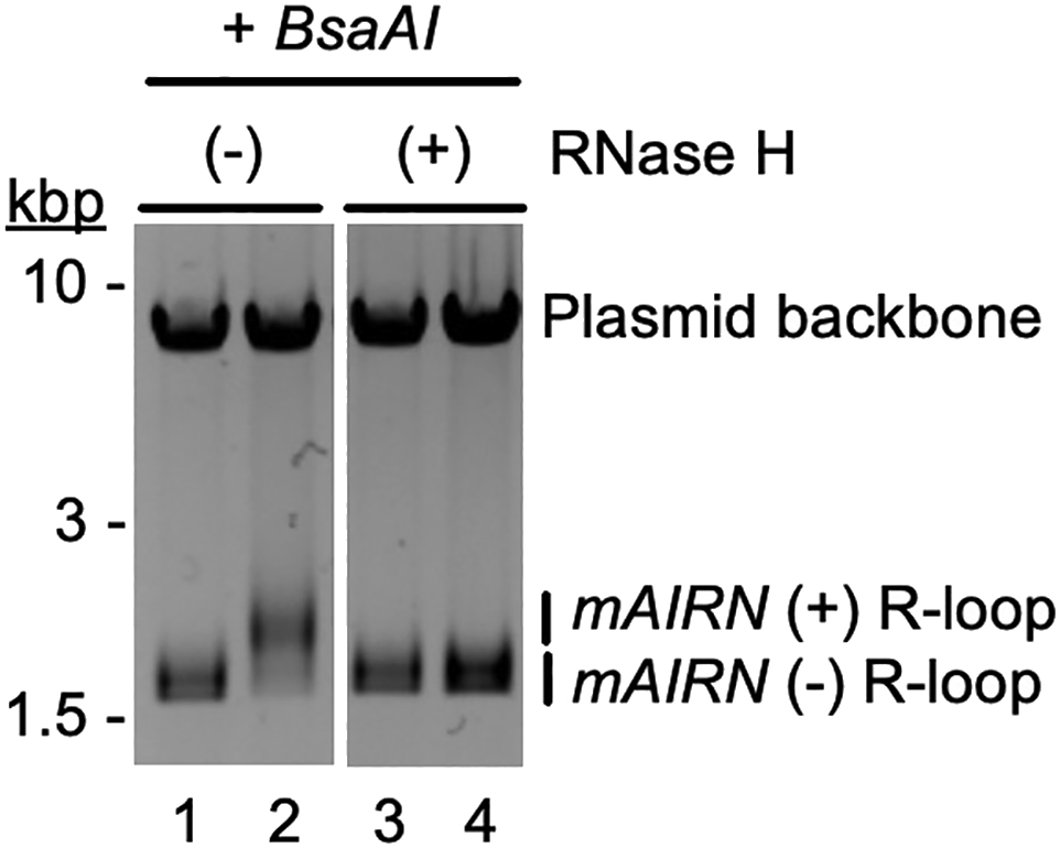 Cell Press: STAR Protocols