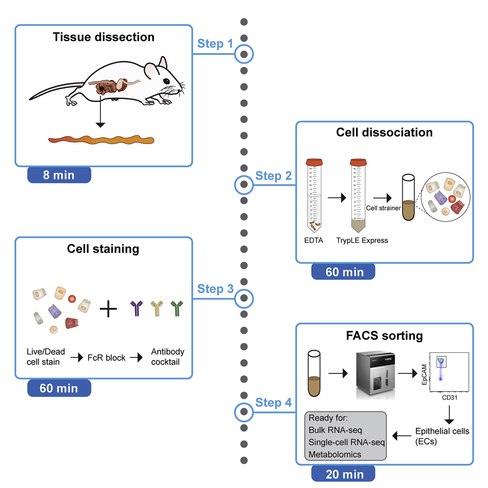 Cell Press: STAR Protocols
