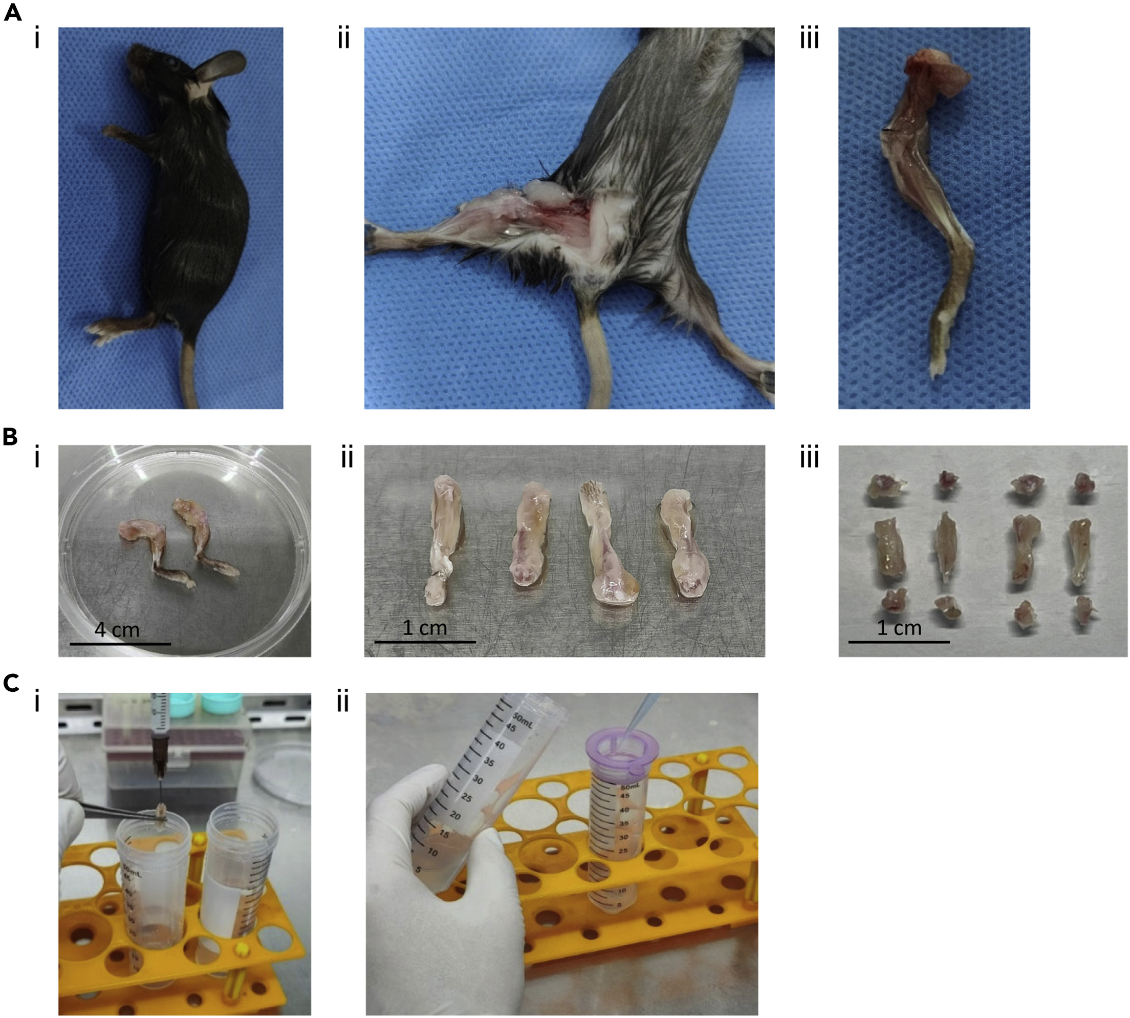 Cell Press: STAR Protocols