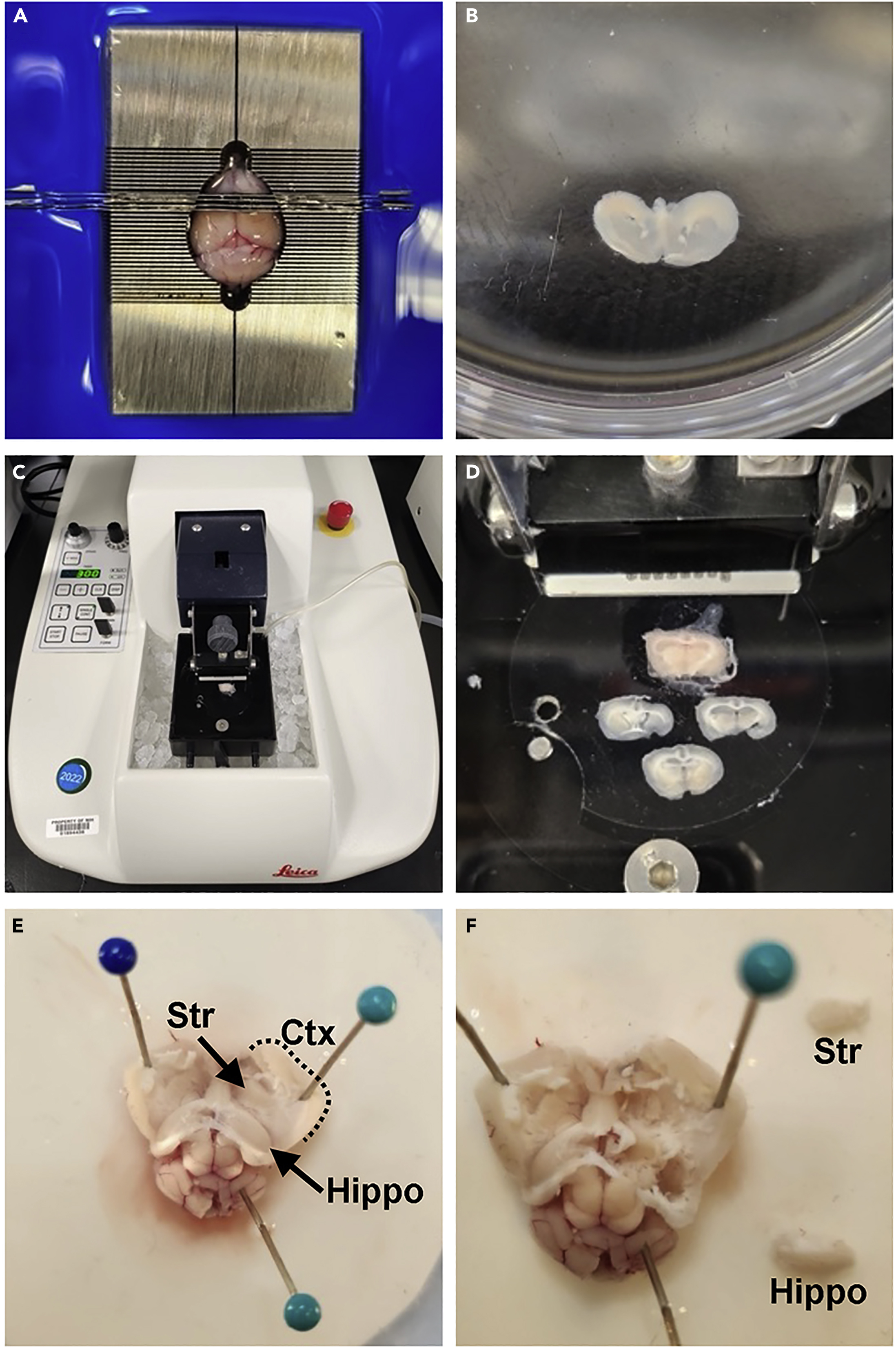 Cell Press: STAR Protocols