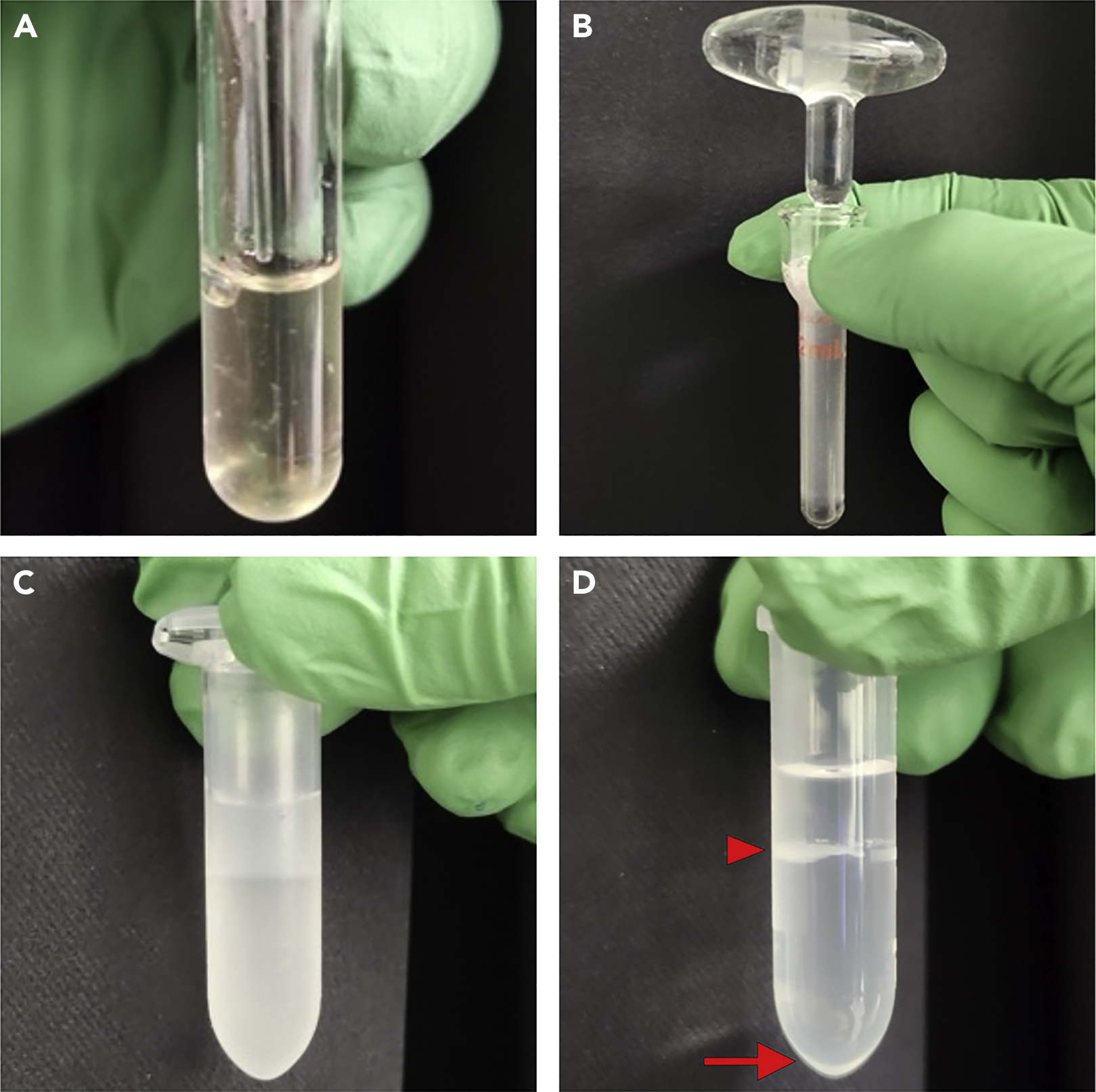 Cell Press: STAR Protocols
