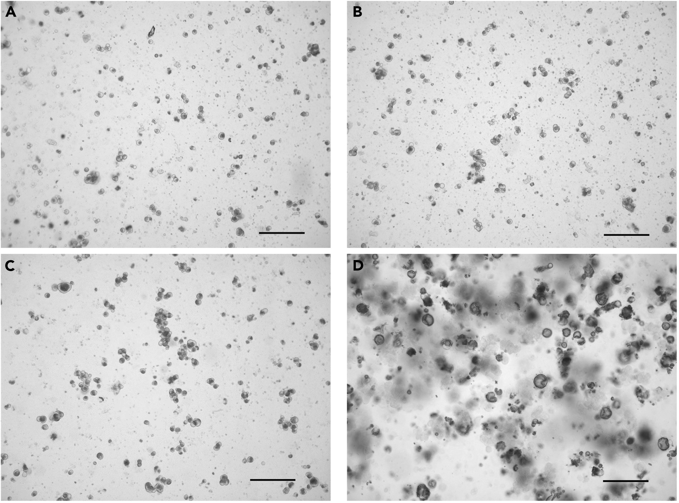 Cell Press: STAR Protocols