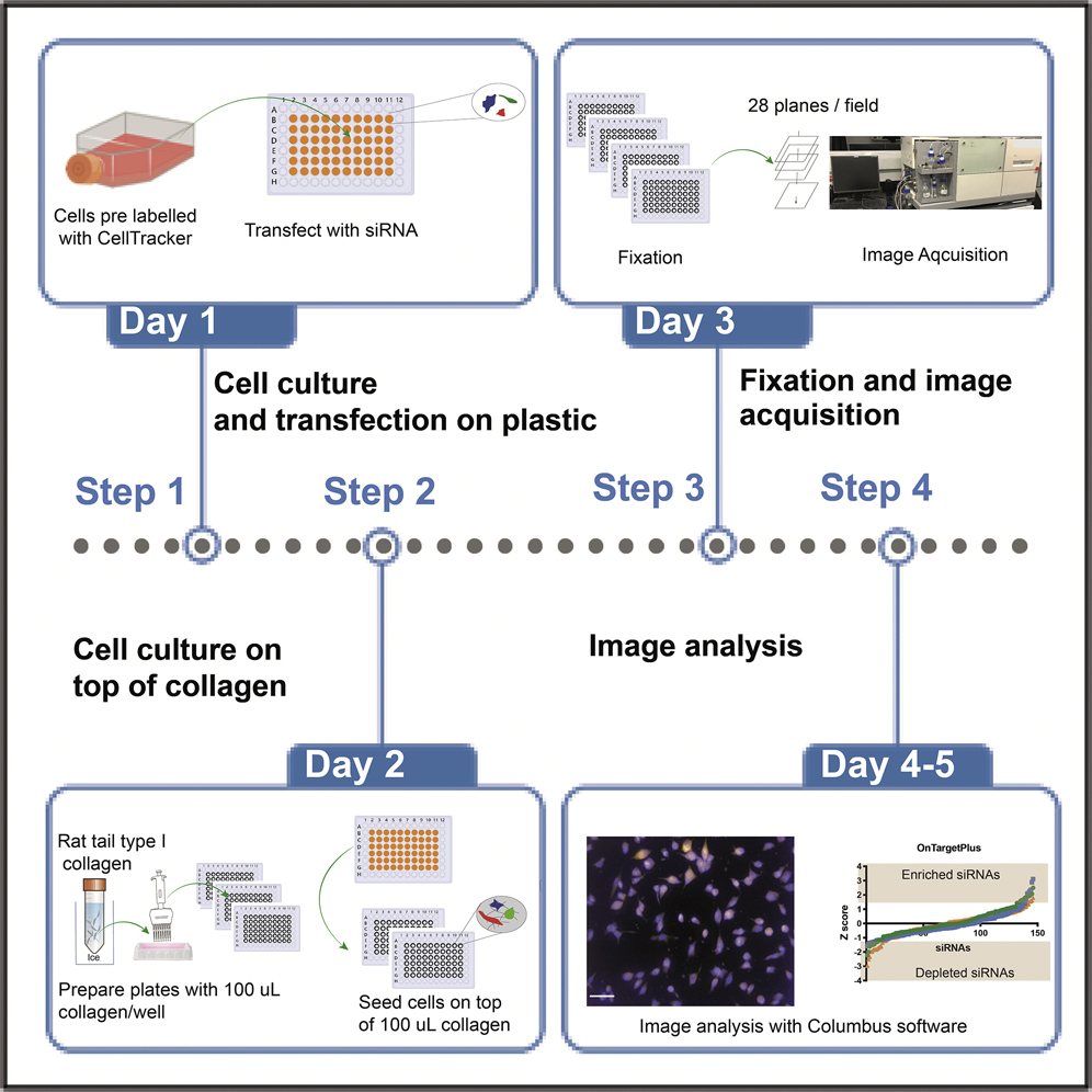 Cell Press: STAR Protocols