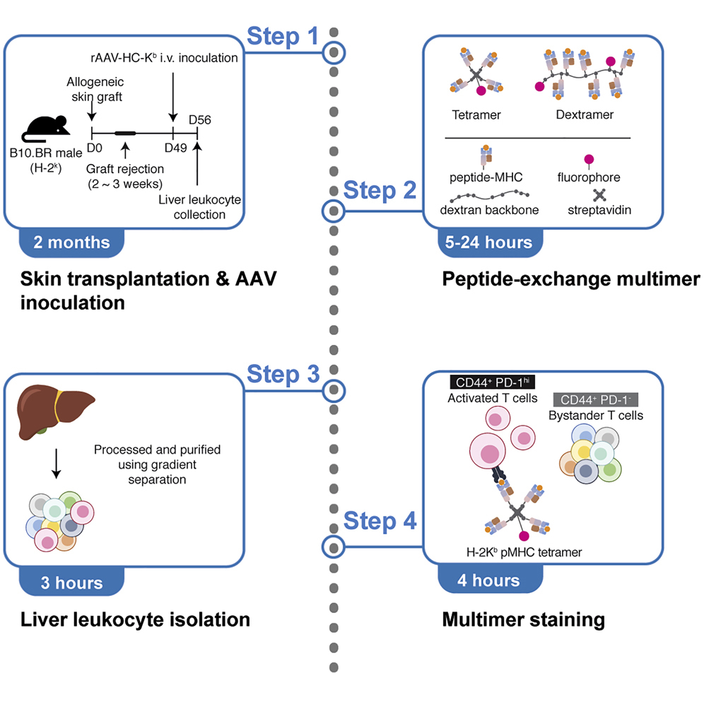 Cell Press: STAR Protocols