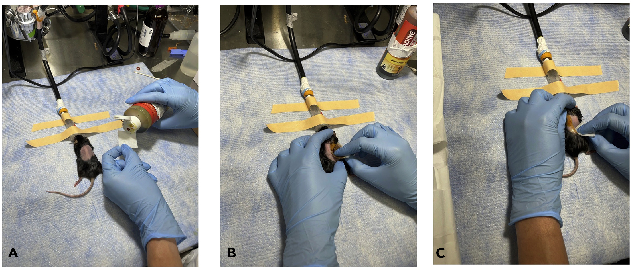 Cell Press: STAR Protocols