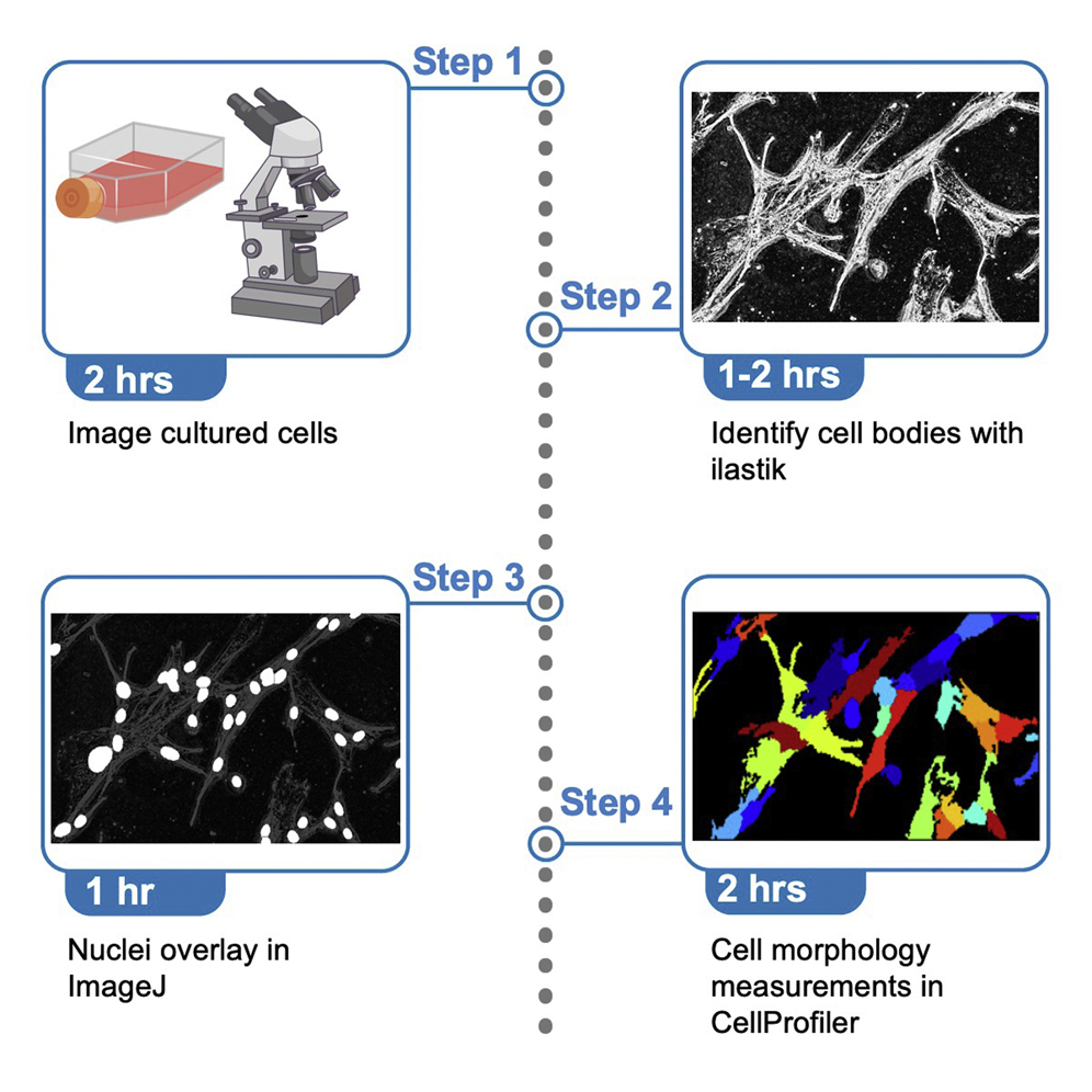 Cell Press: STAR Protocols