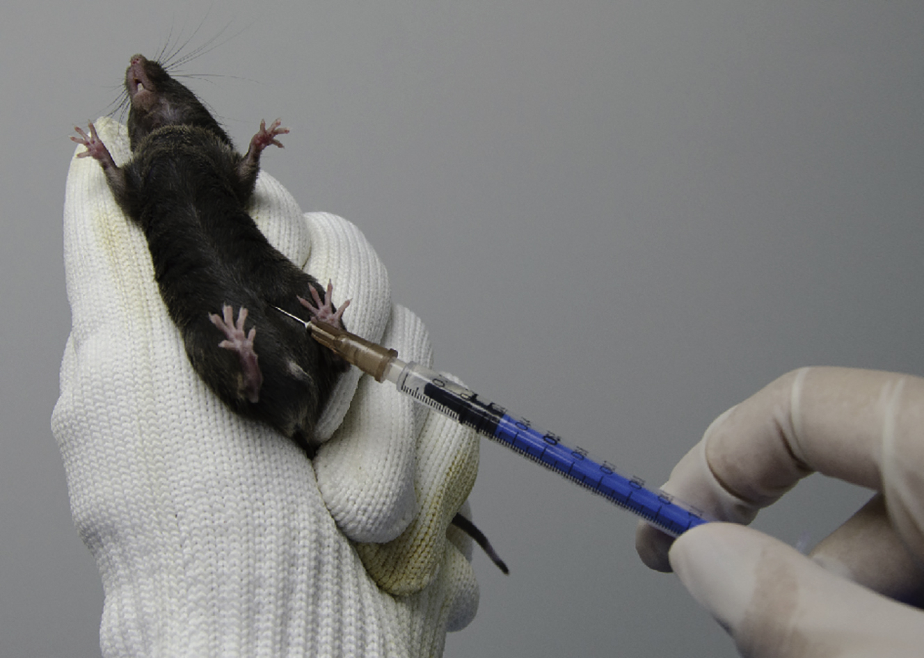 Cell Press: STAR Protocols