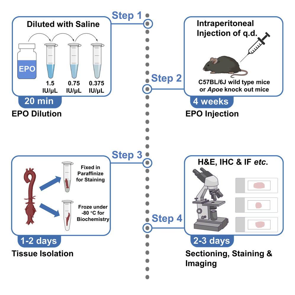 Cell Press: STAR Protocols