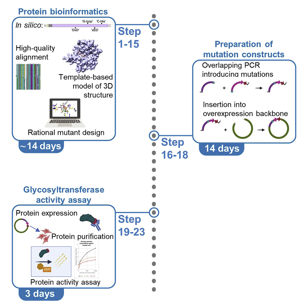 Cell Press: STAR Protocols