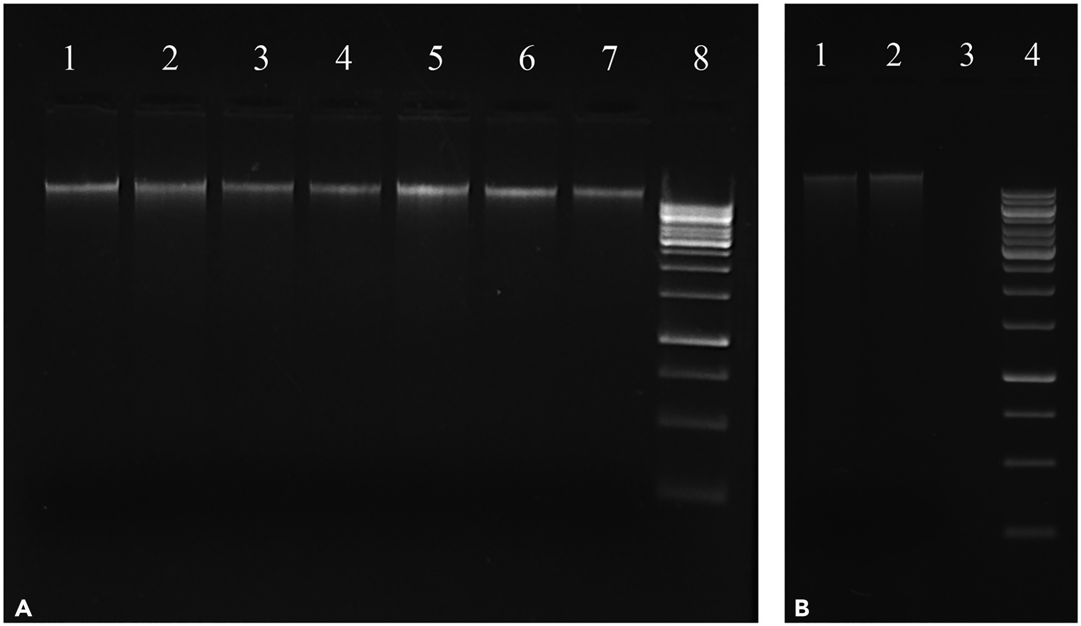 Cell Press: STAR Protocols