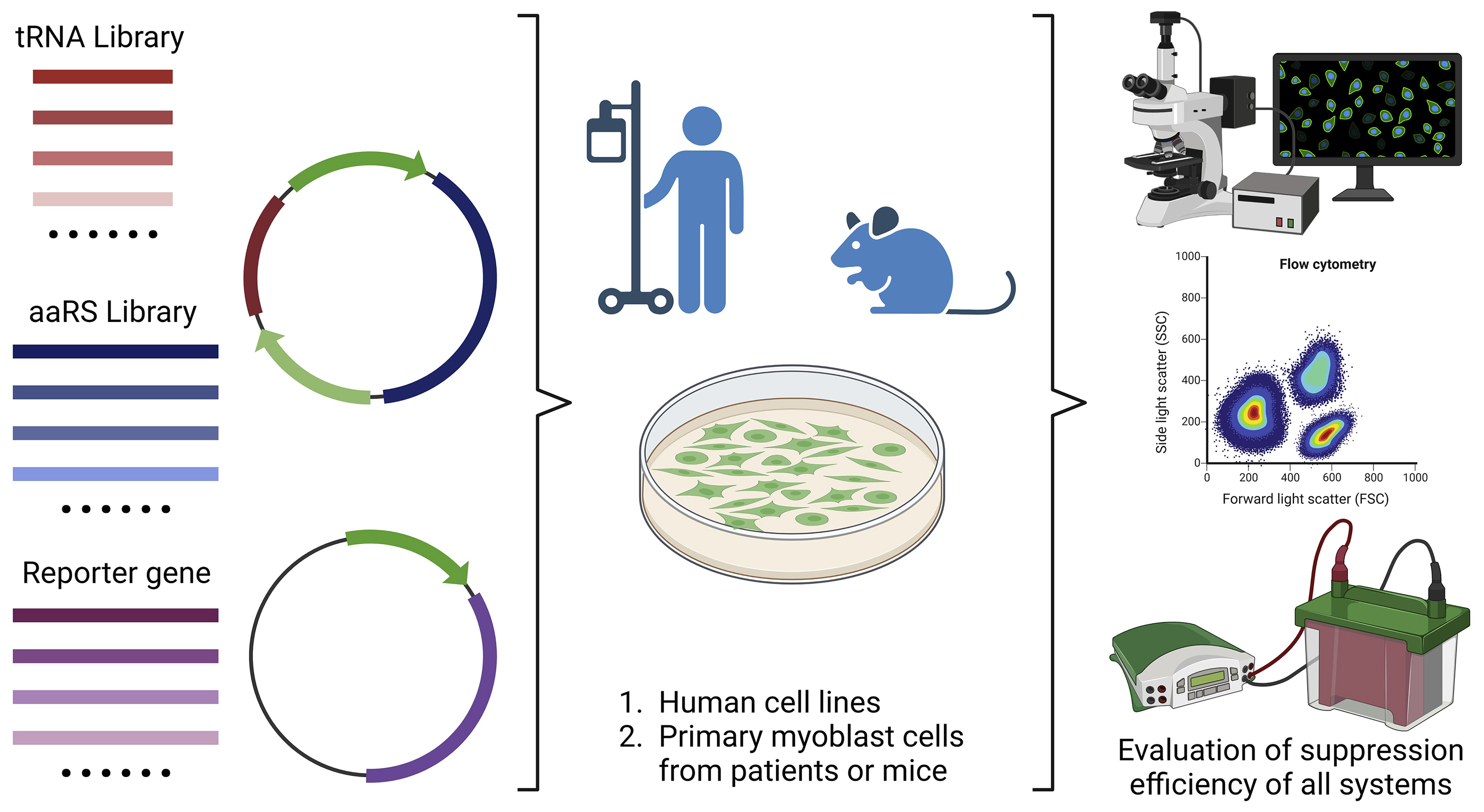 Cell Press: STAR Protocols