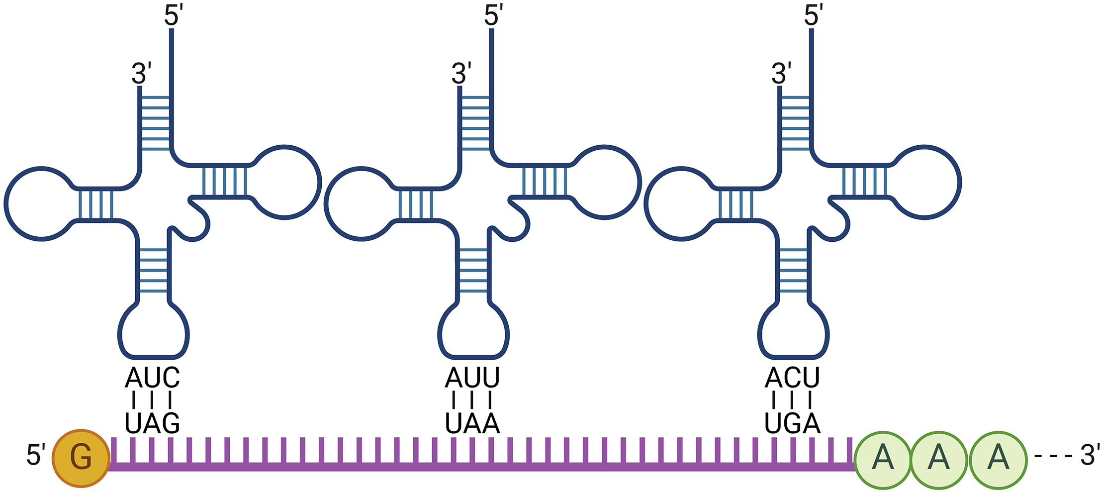 Cell Press: STAR Protocols