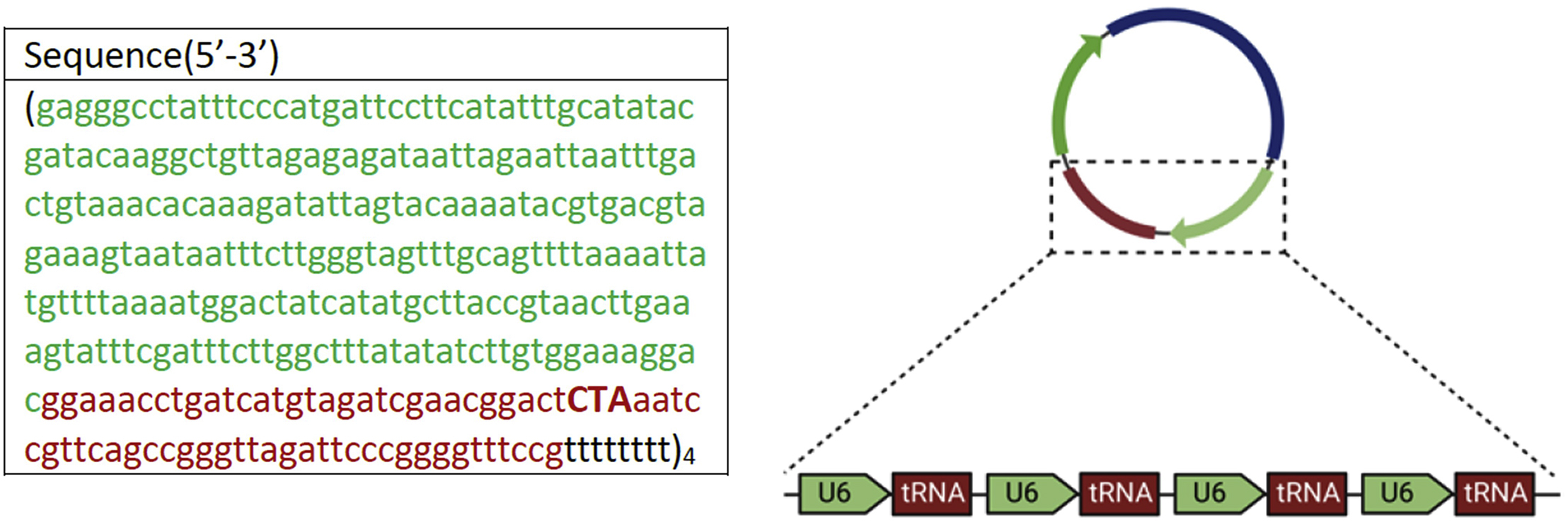 Cell Press: STAR Protocols