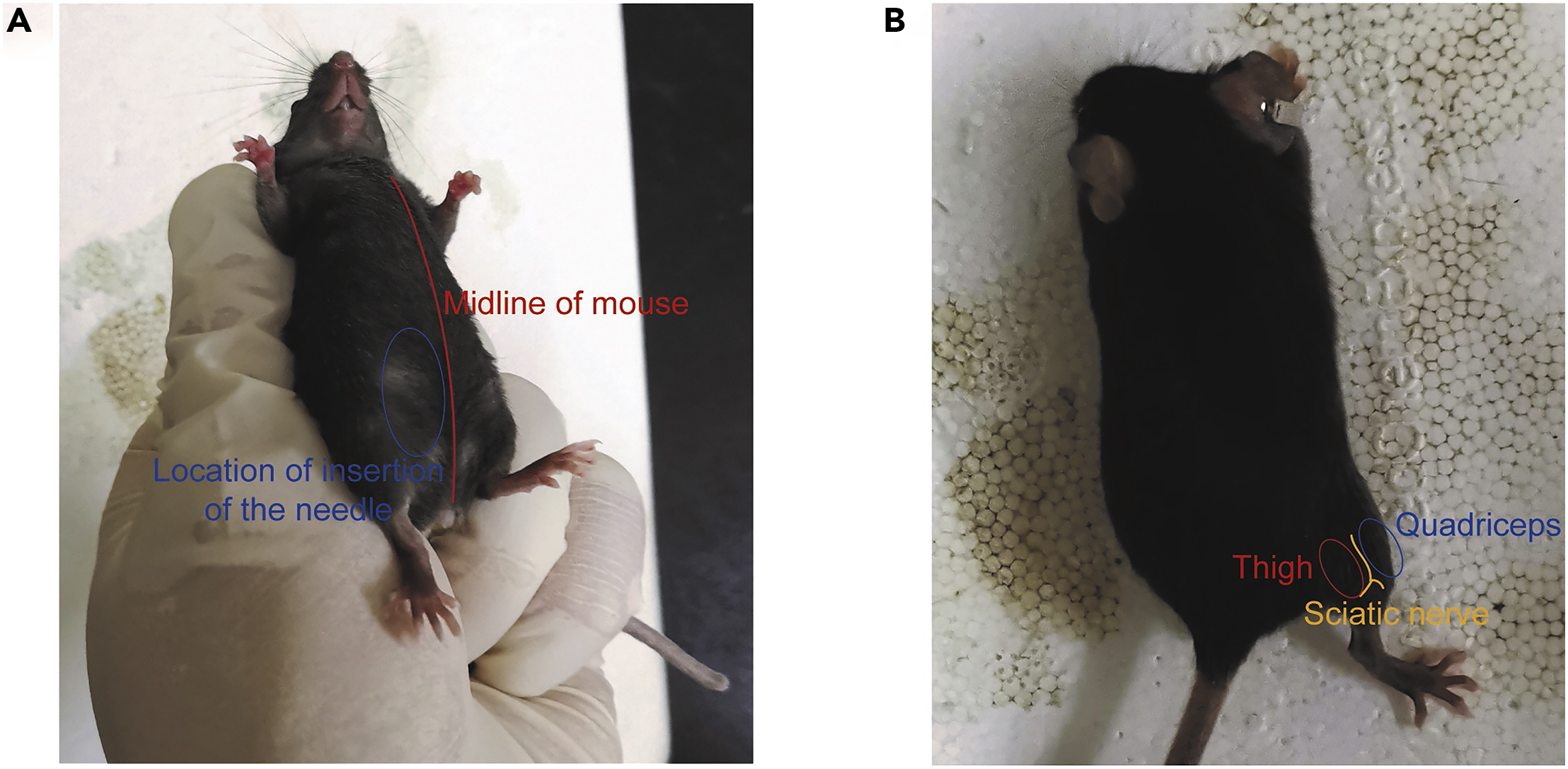 Cell Press: STAR Protocols