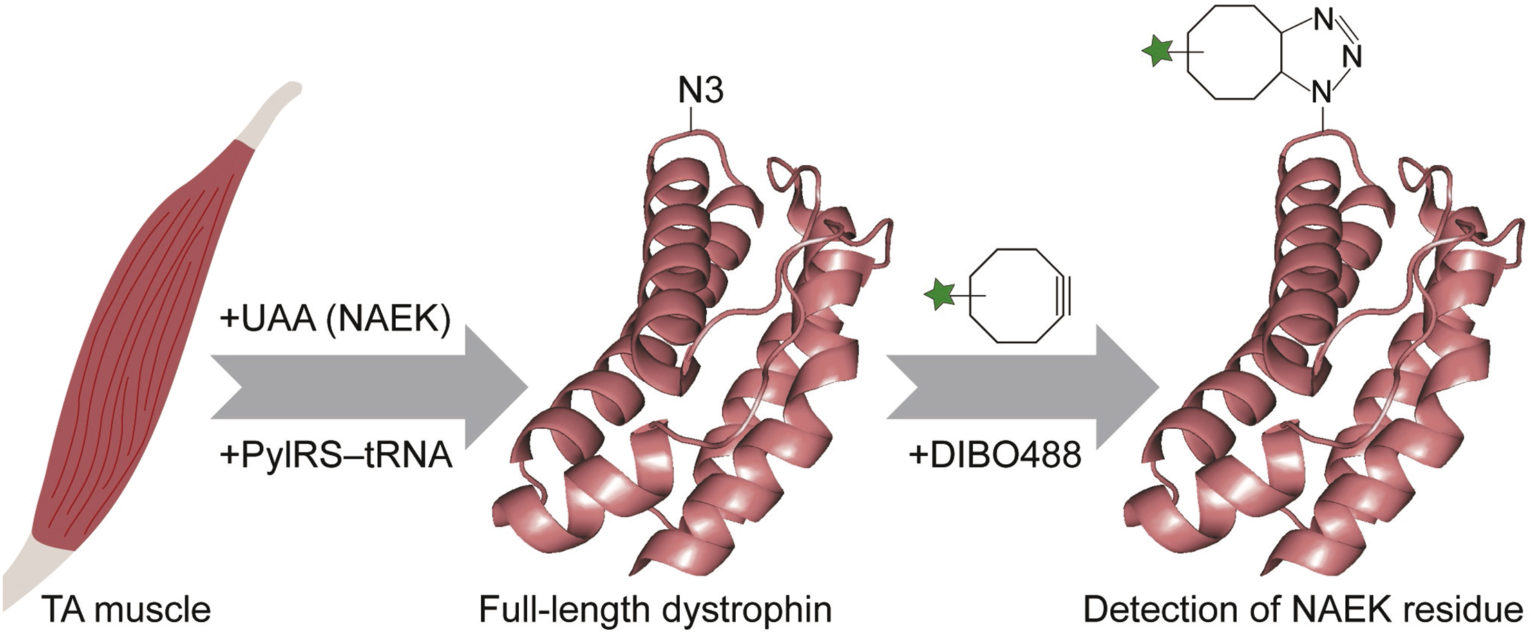 Cell Press: STAR Protocols