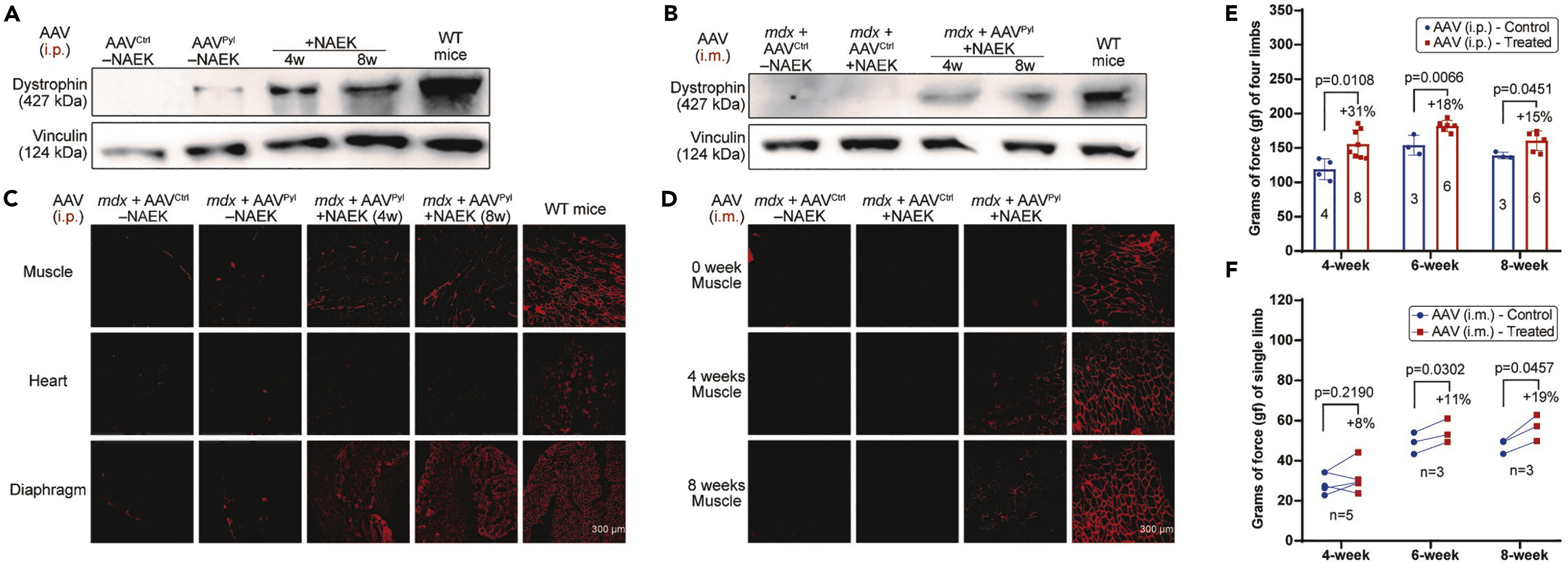 Cell Press: STAR Protocols