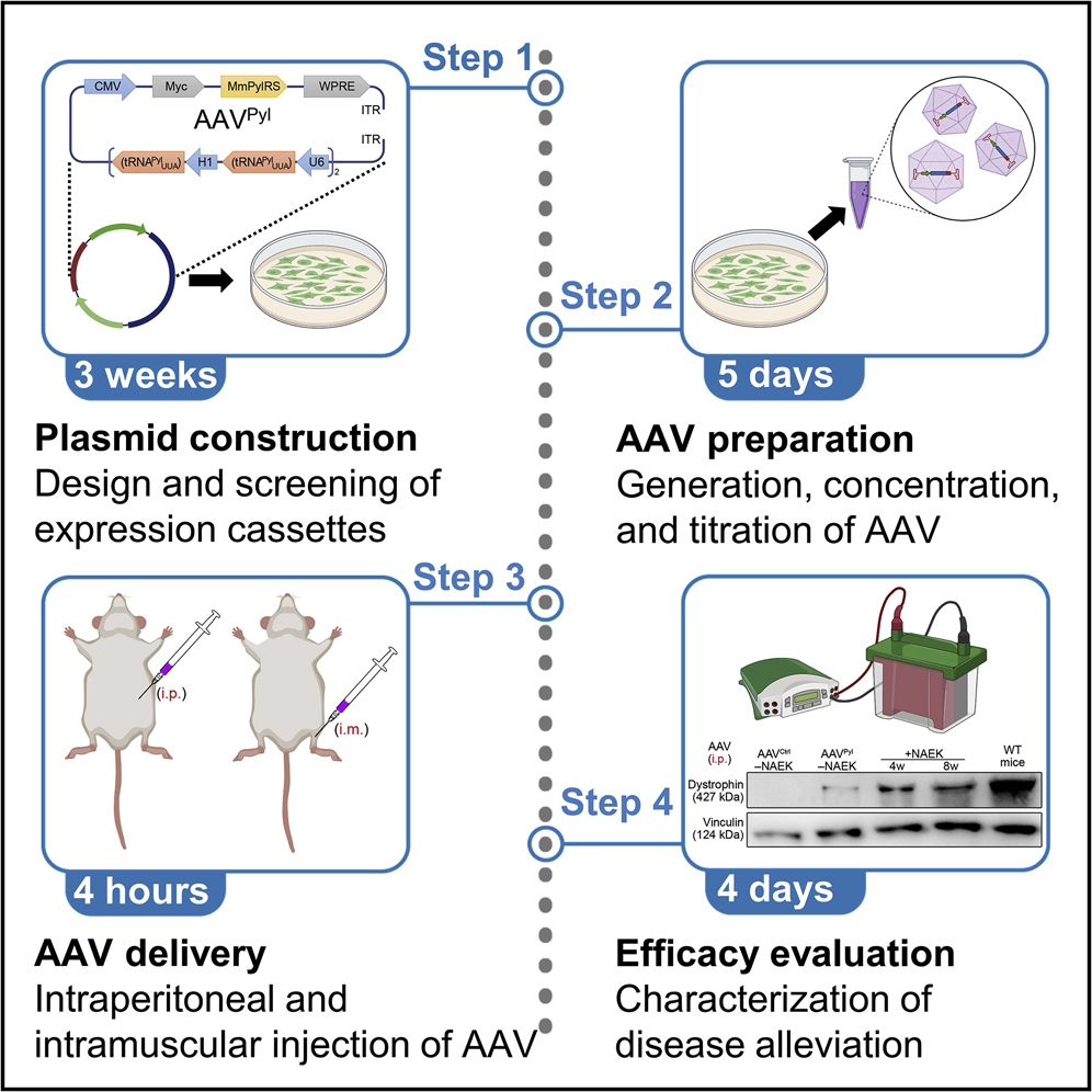 Cell Press: STAR Protocols
