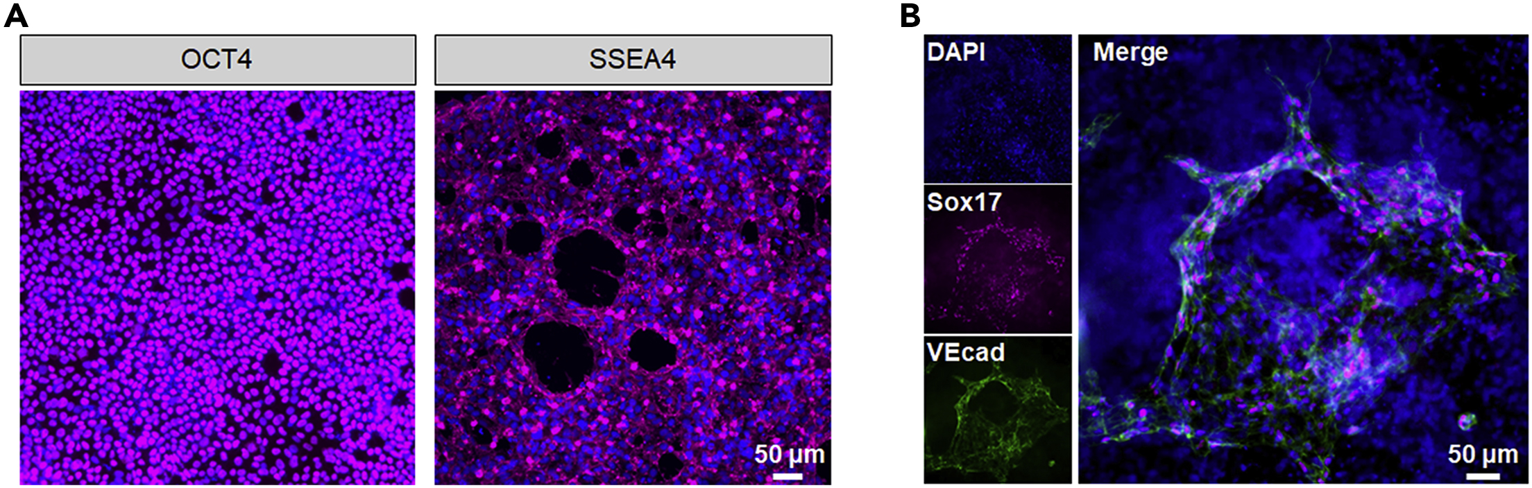 Cell Press: STAR Protocols