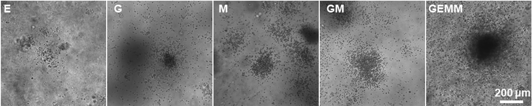 Cell Press: STAR Protocols