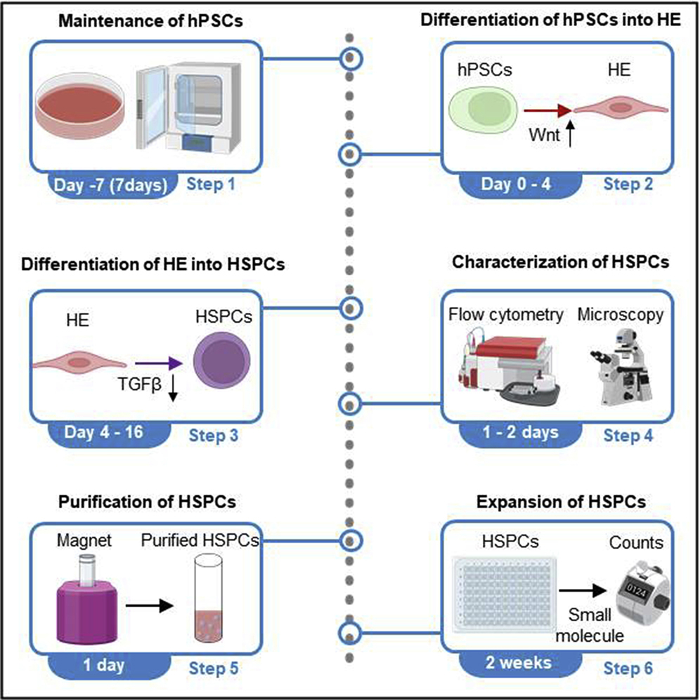 Cell Press: STAR Protocols