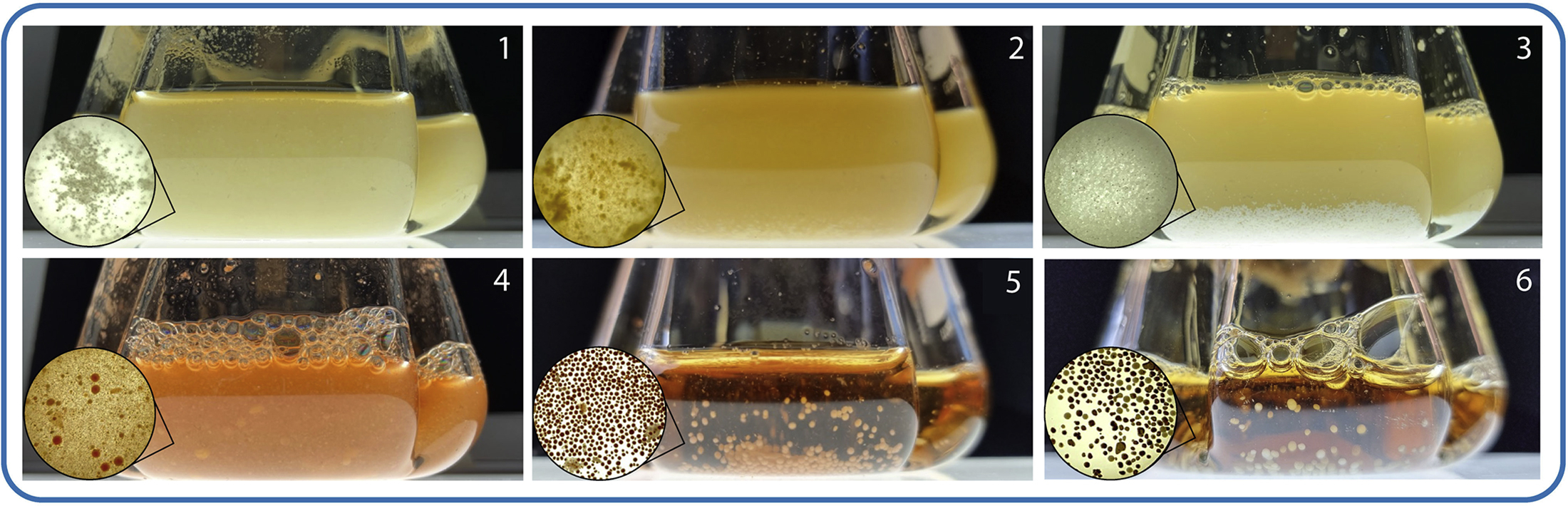Cell Press: STAR Protocols