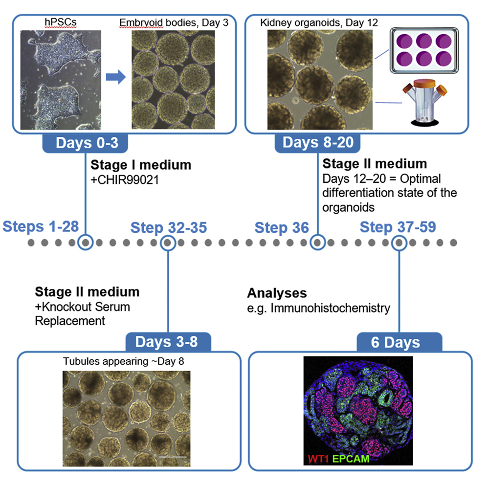 Cell Press: STAR Protocols