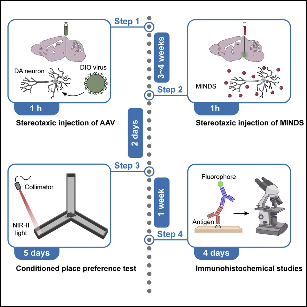 Cell Press: STAR Protocols