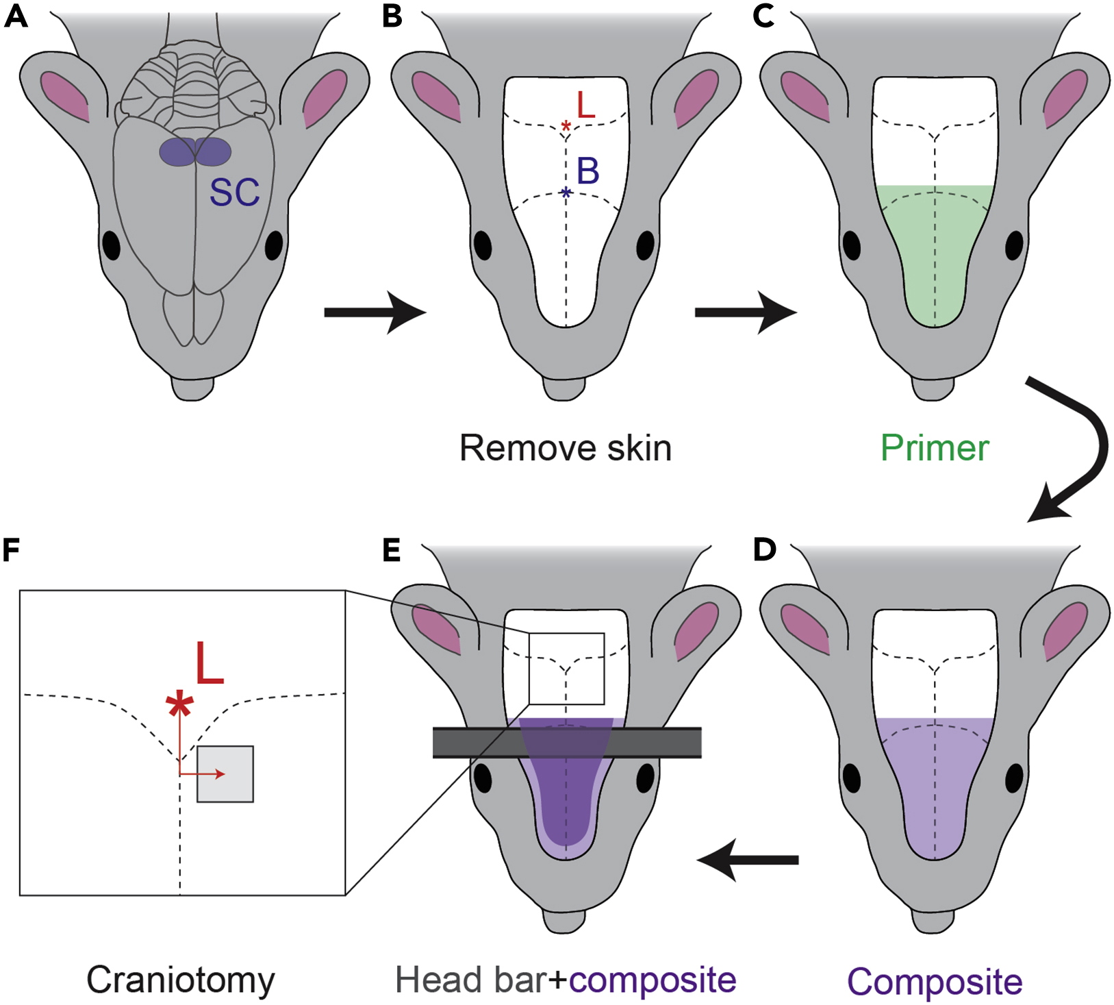 Cell Press: STAR Protocols