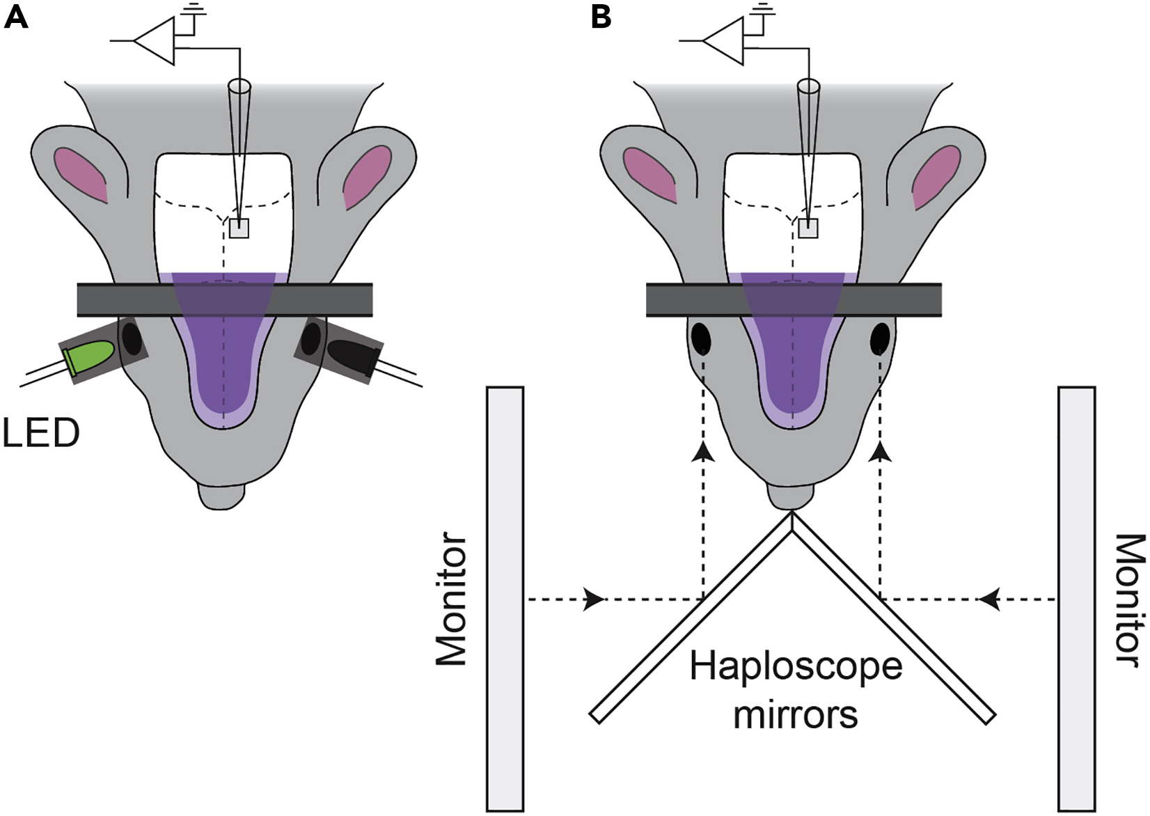 Cell Press: STAR Protocols