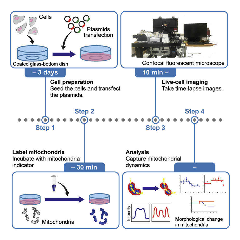 Cell Press: STAR Protocols