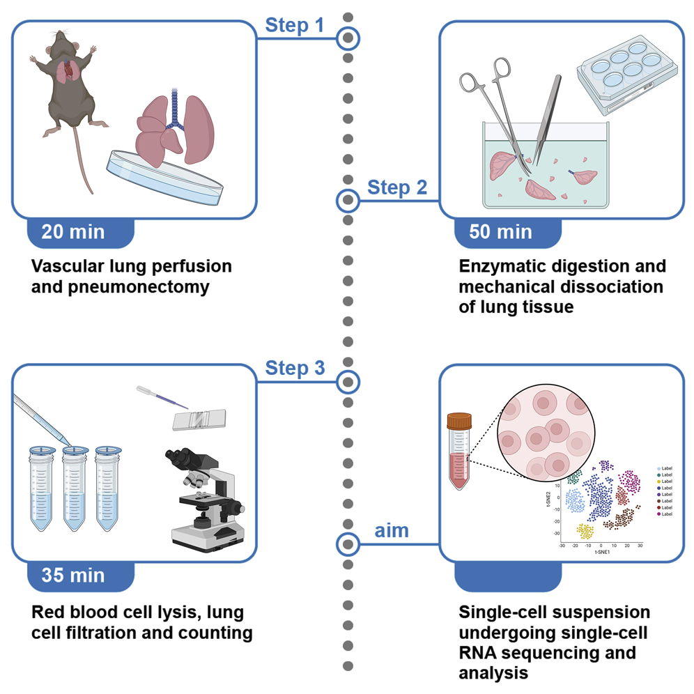 Cell Press: STAR Protocols
