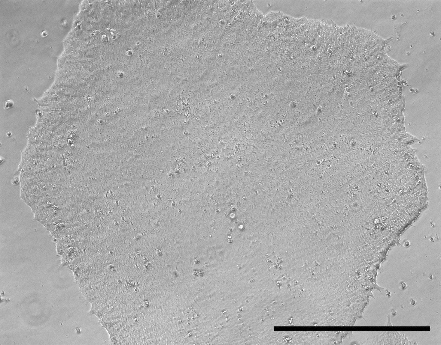 Cell Press: STAR Protocols