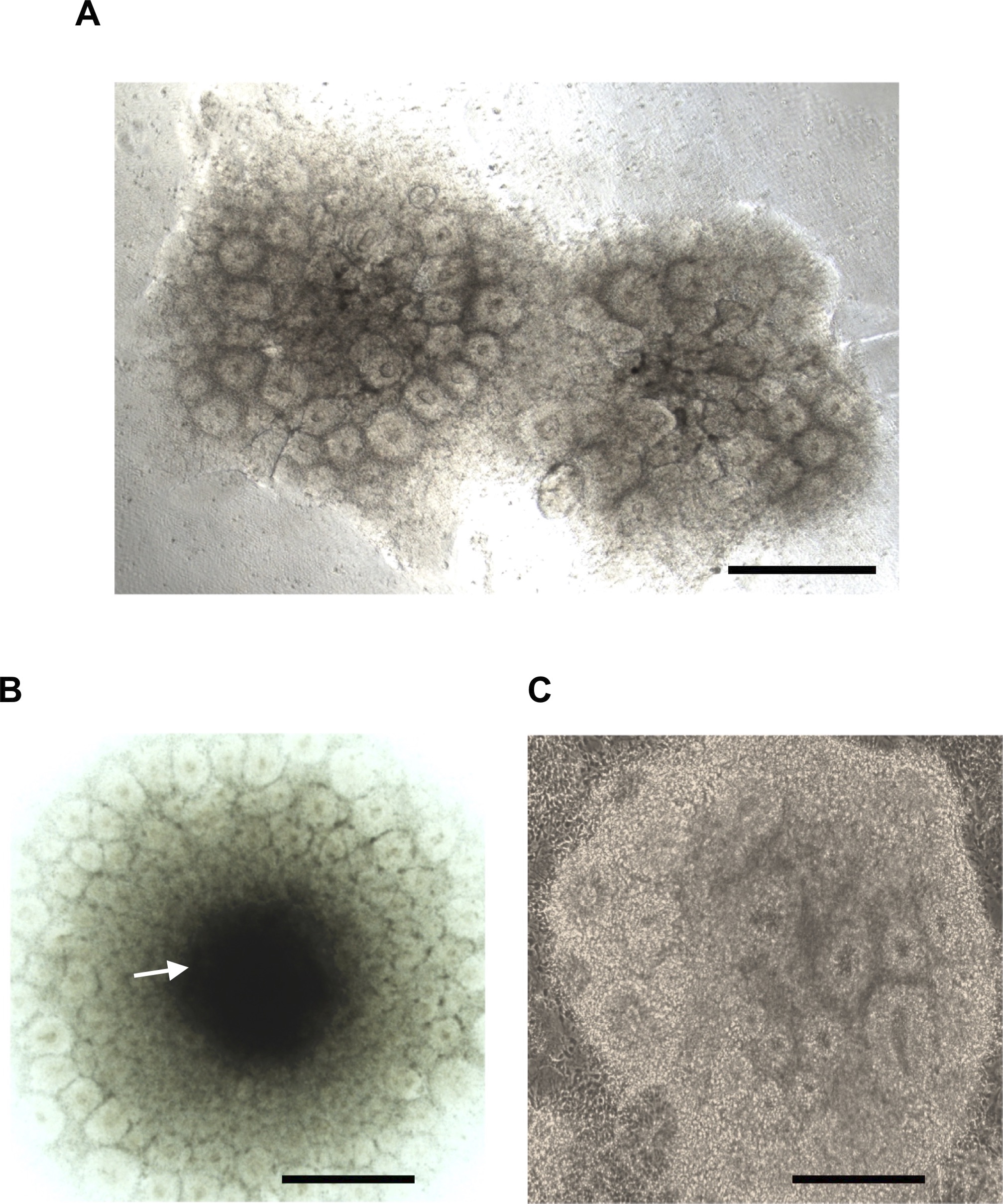 Cell Press: STAR Protocols