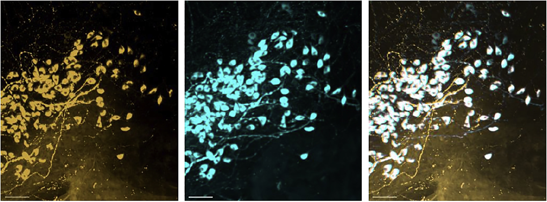 Cell Press: STAR Protocols