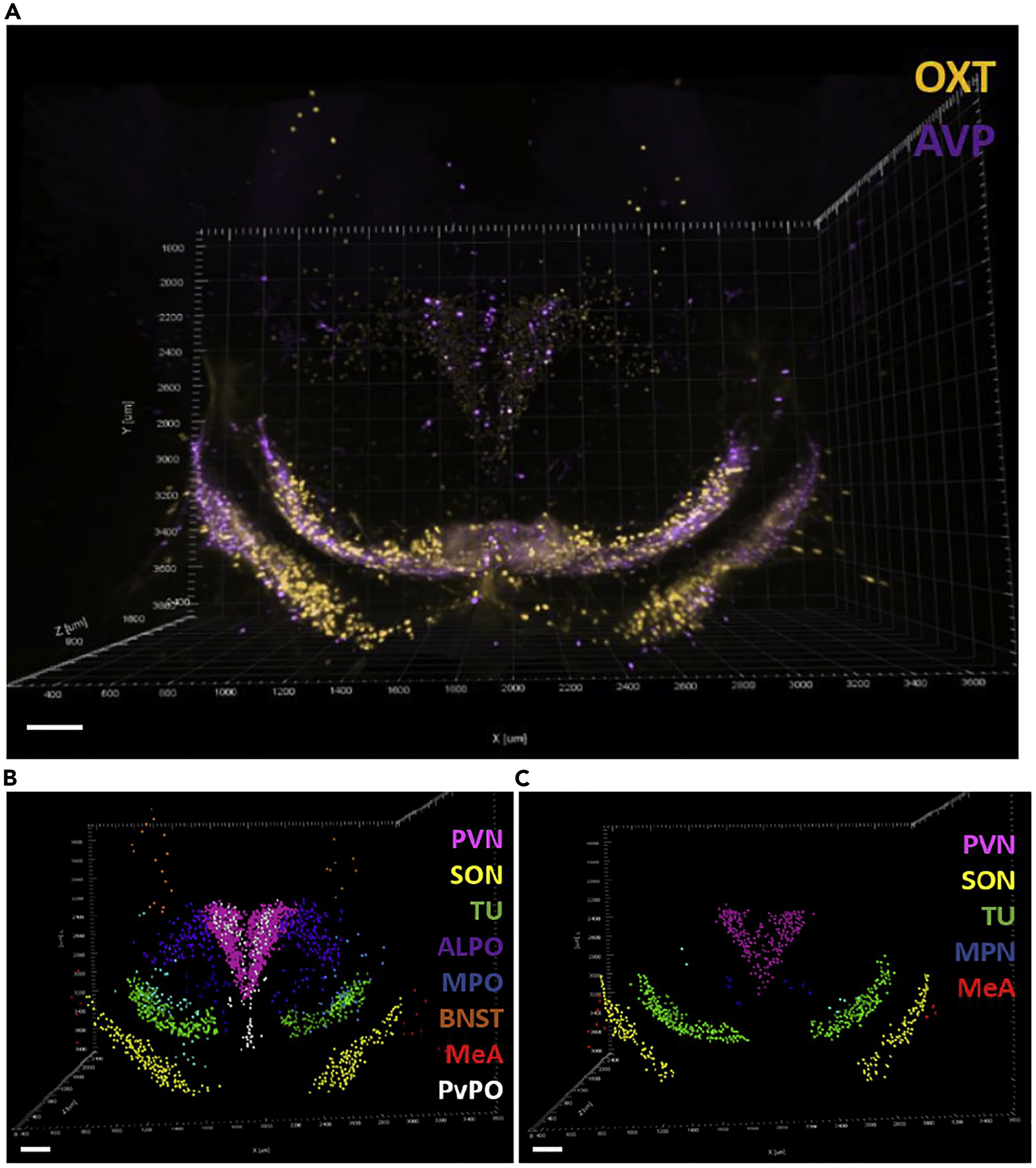 Cell Press: STAR Protocols