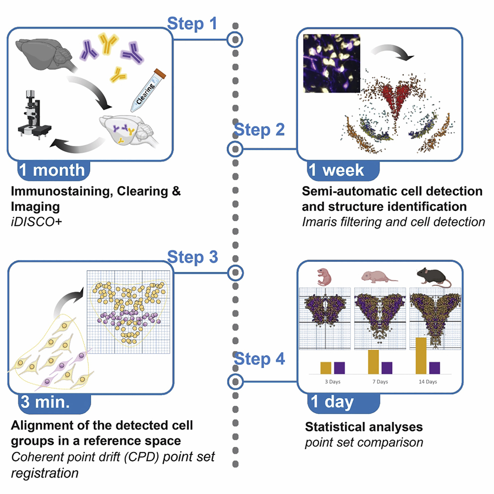 Cell Press: STAR Protocols