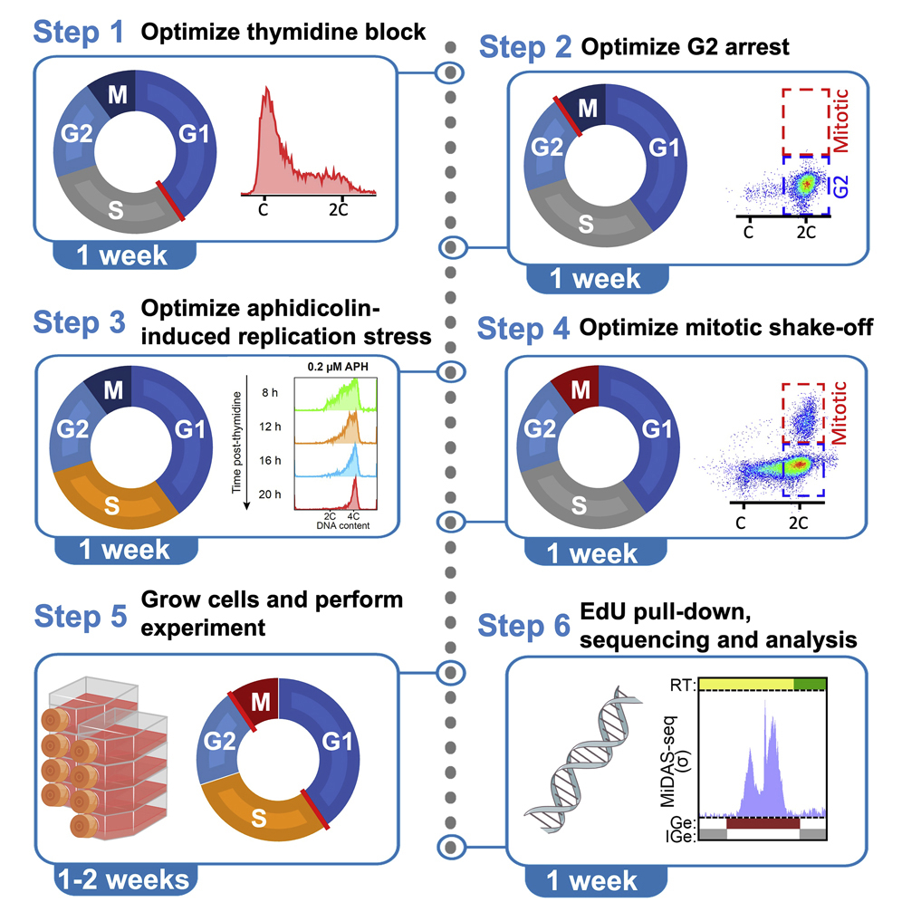 Cell Press: STAR Protocols