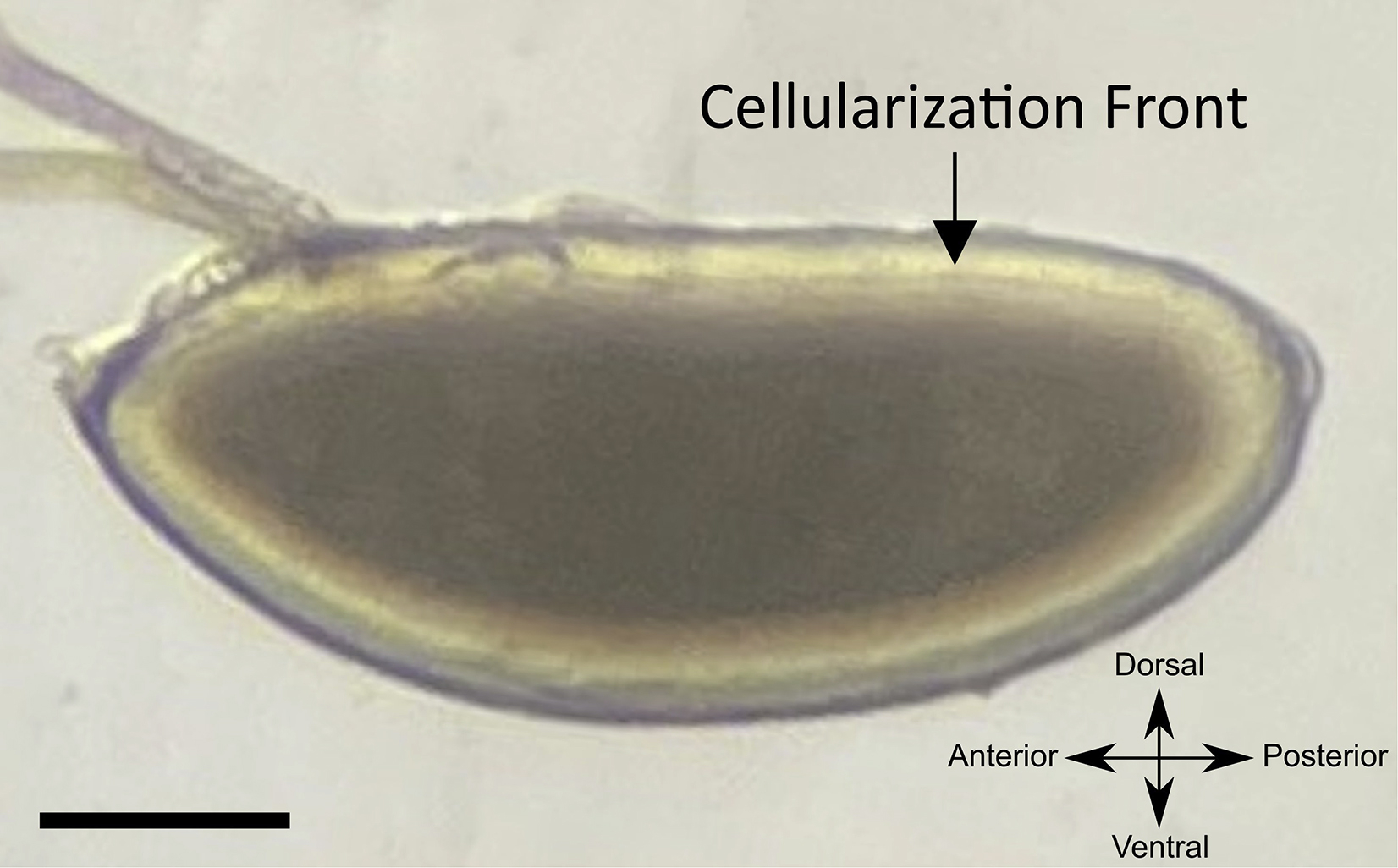 Cell Press: STAR Protocols