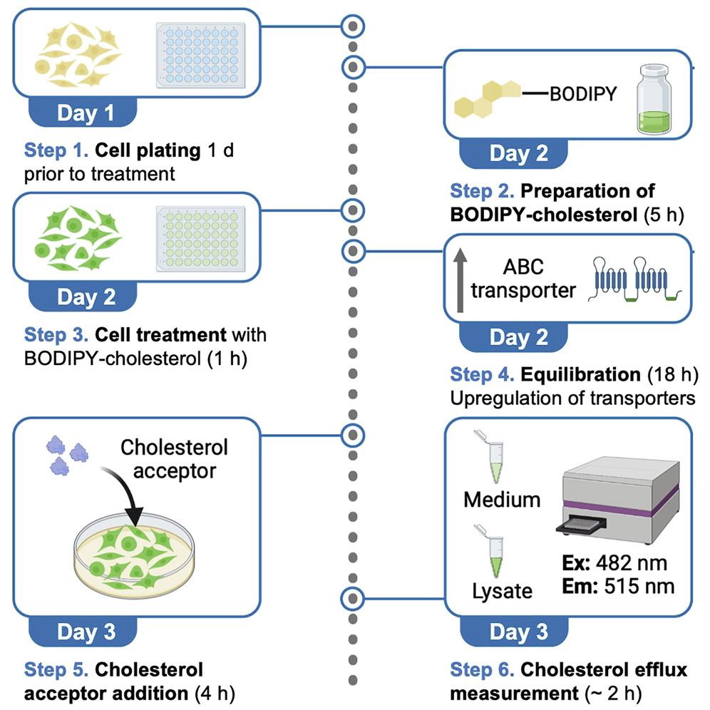 Cell Press: STAR Protocols