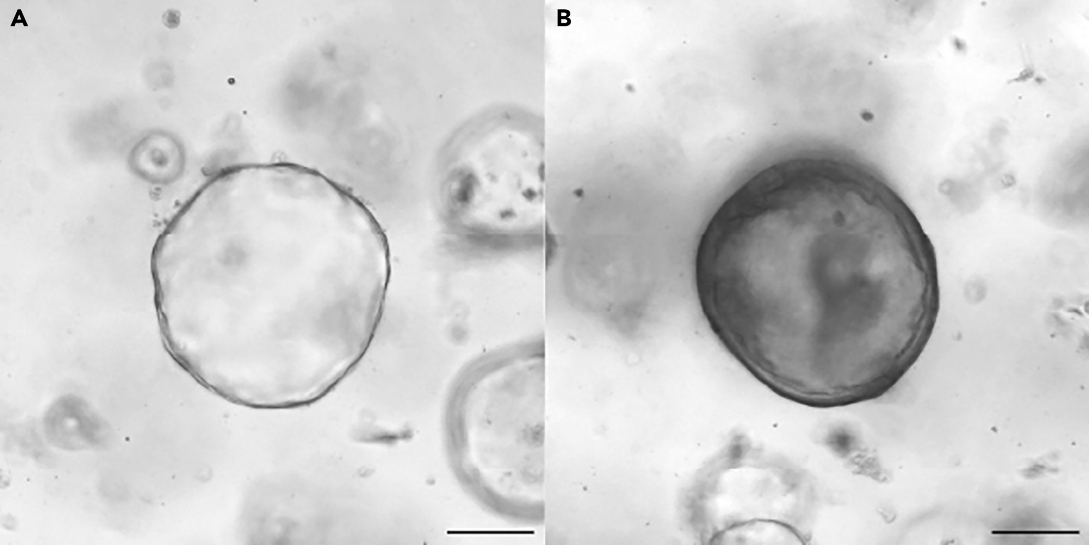 Cell Press: STAR Protocols